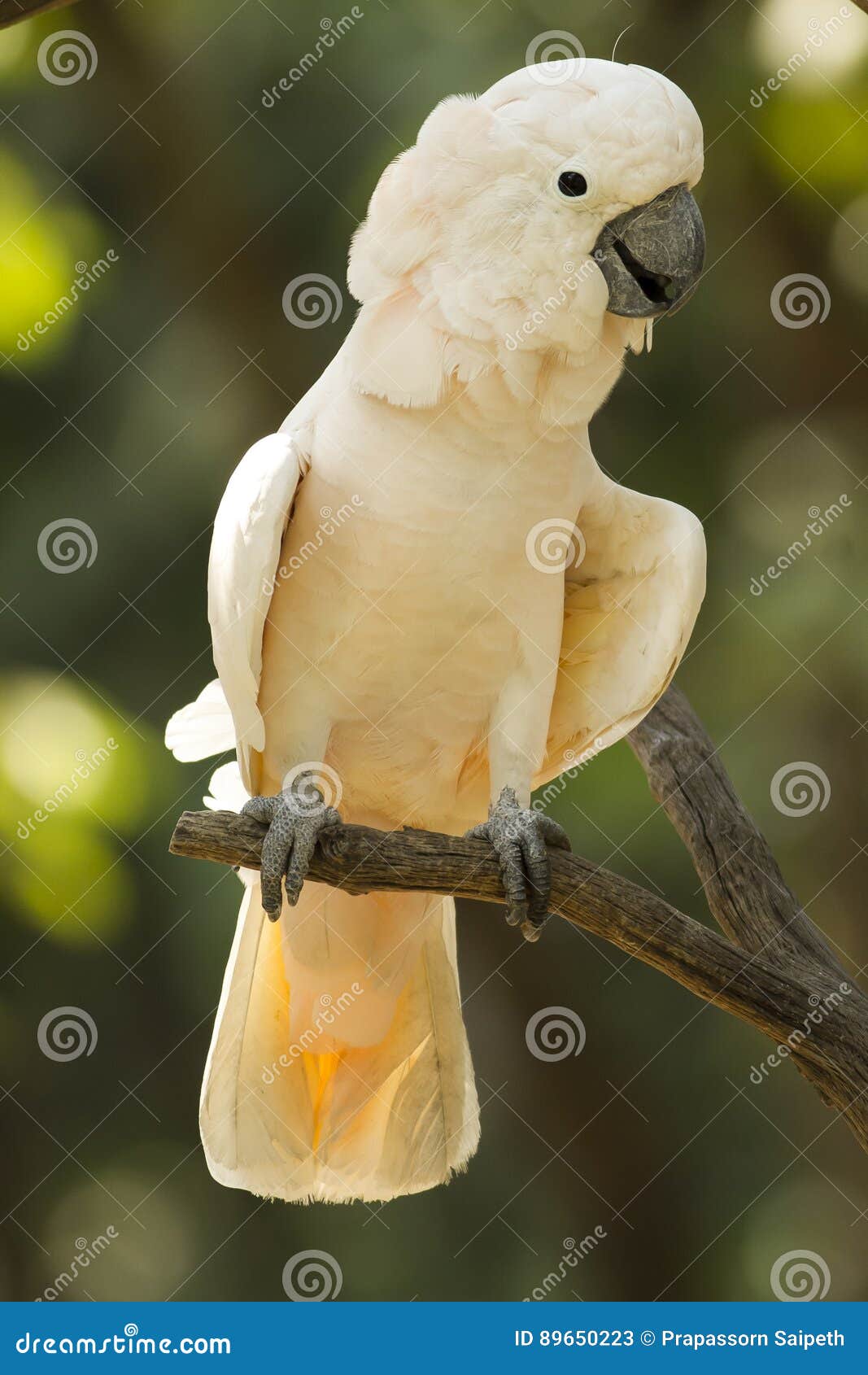 Close up Cockatoo stock image. Image of jungle, conservation - 89650223