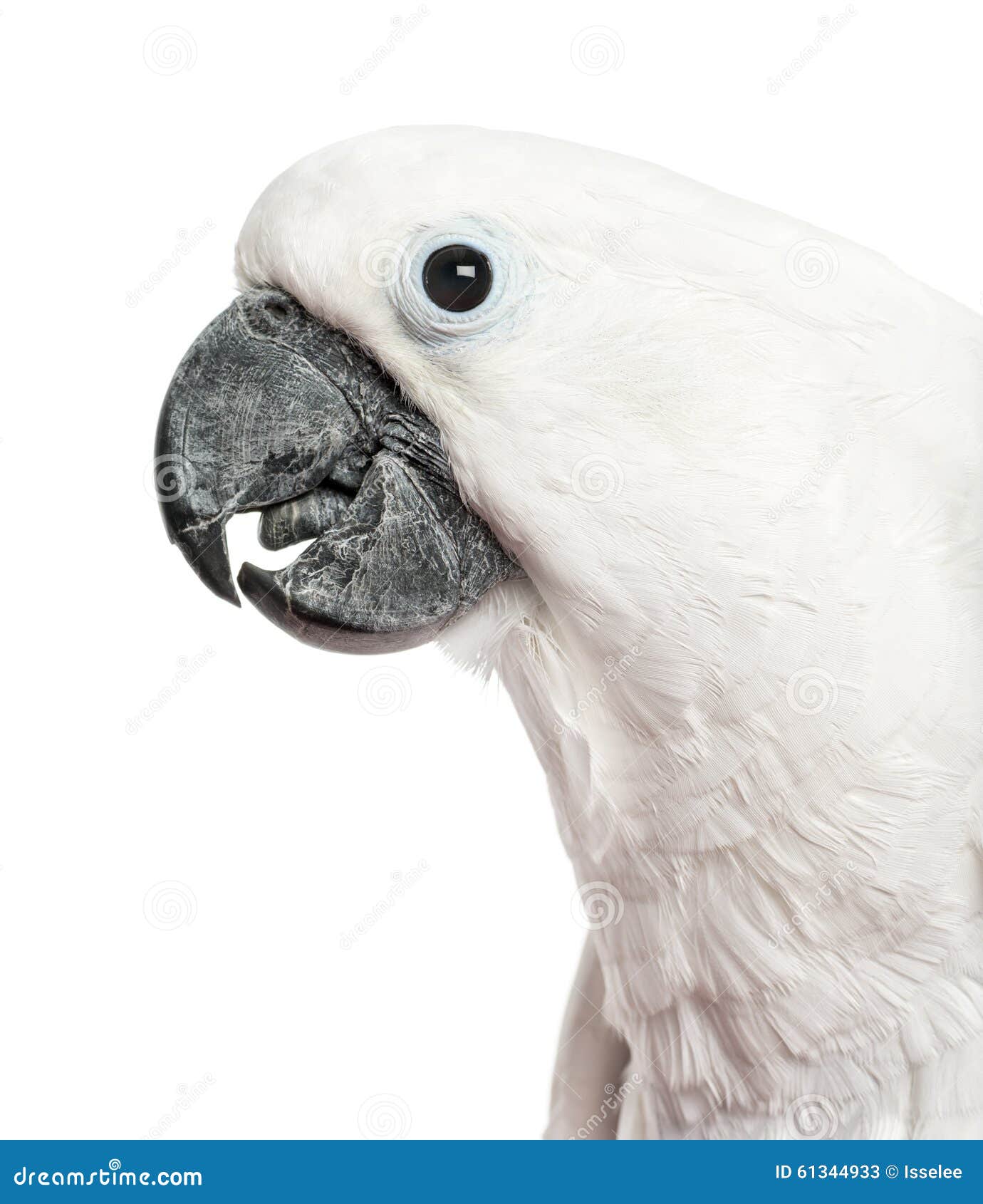 Close-up of a Cockatoo stock image. Image of studio, background - 61344933