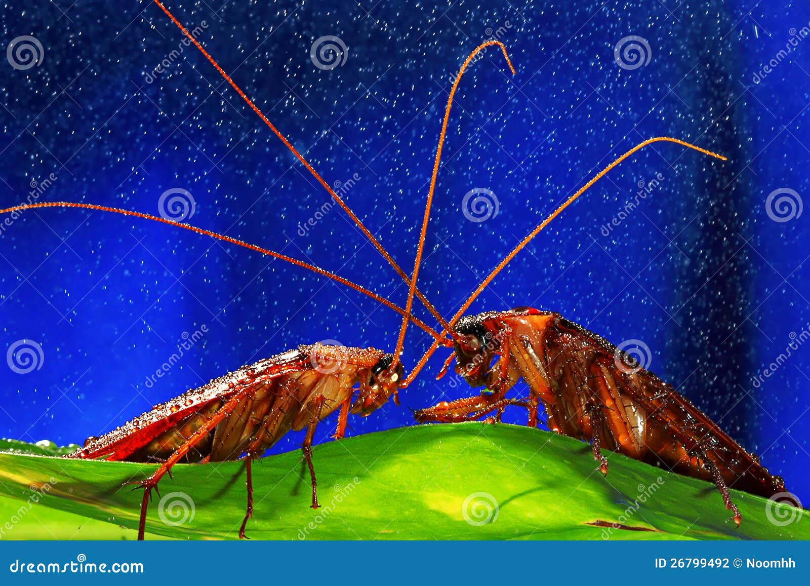 Close up of cockroach stock photo. Image of close, closeup - 26799492
