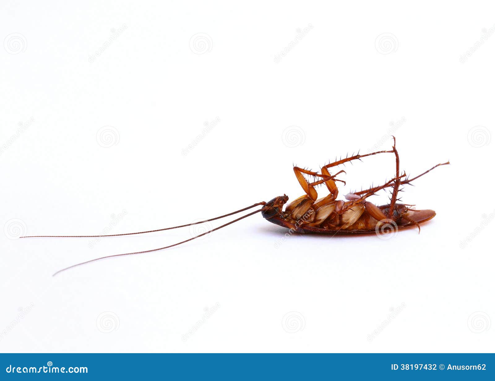 Close Up Of Cockroach Isolated On White Background. Closeup Cockroach ...