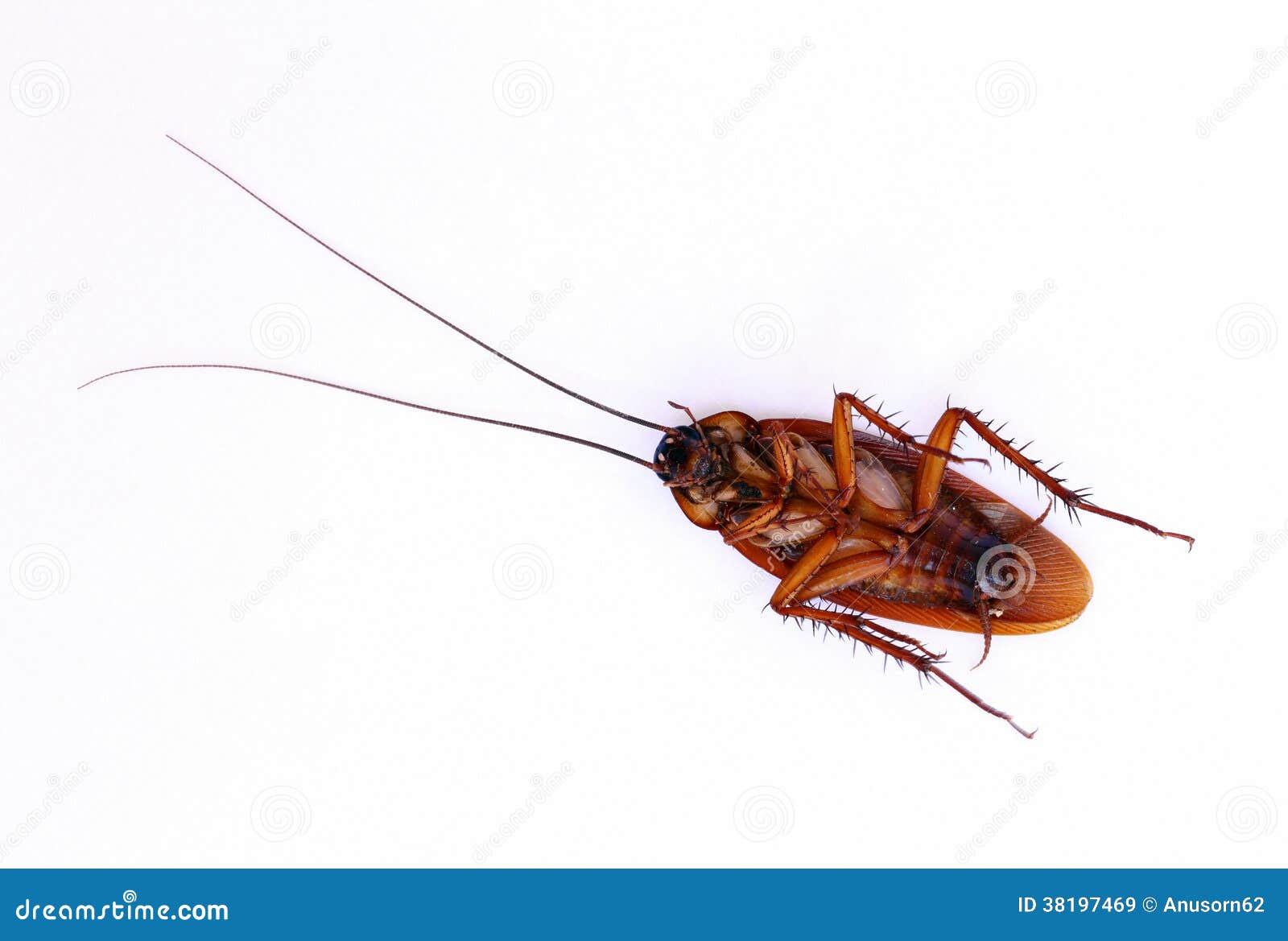 Close up cockroach stock image. Image of death, disgusting - 38197469