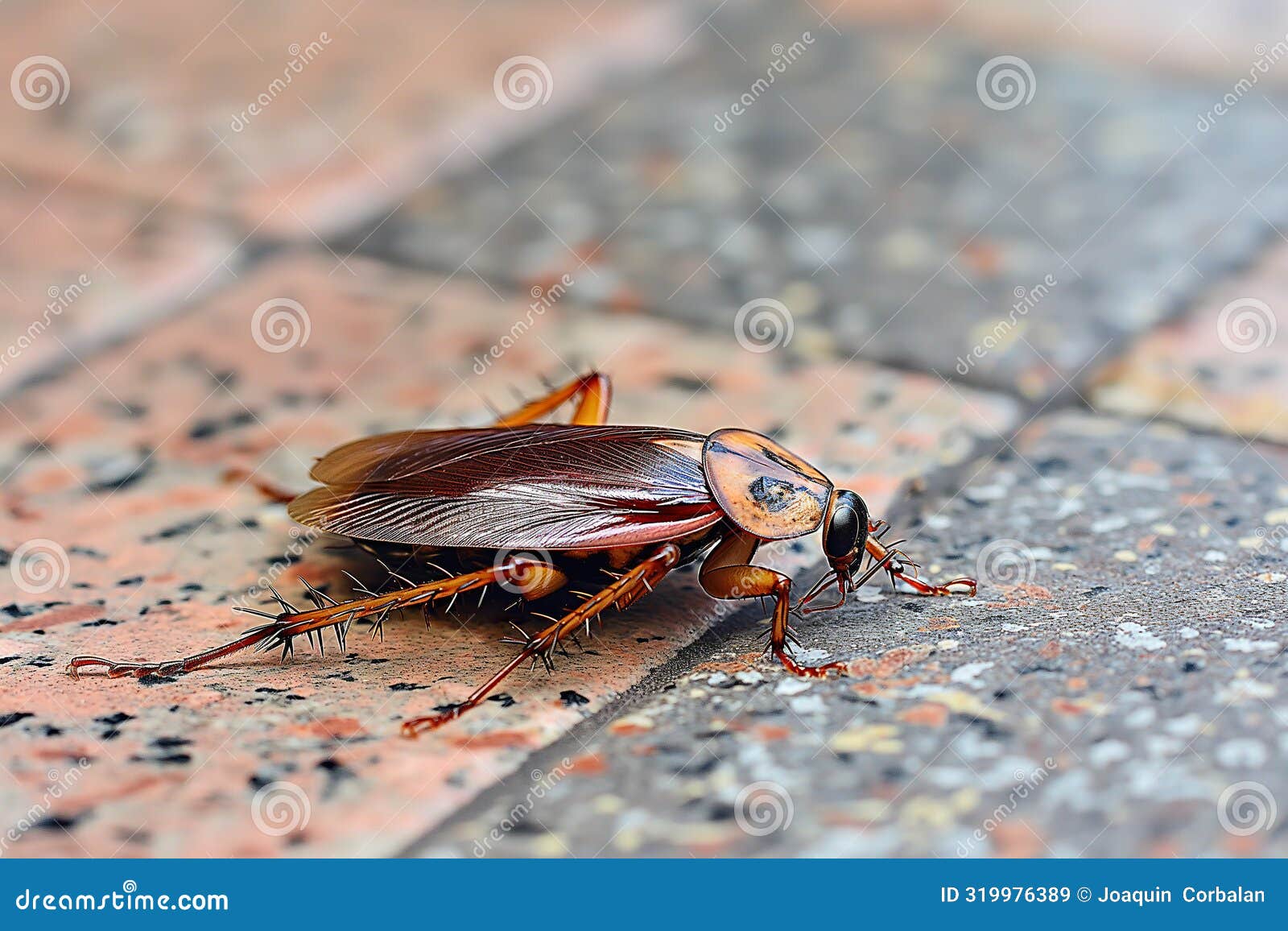 A Close-up of a Cockroach Crawling on the Ground Stock Illustration ...