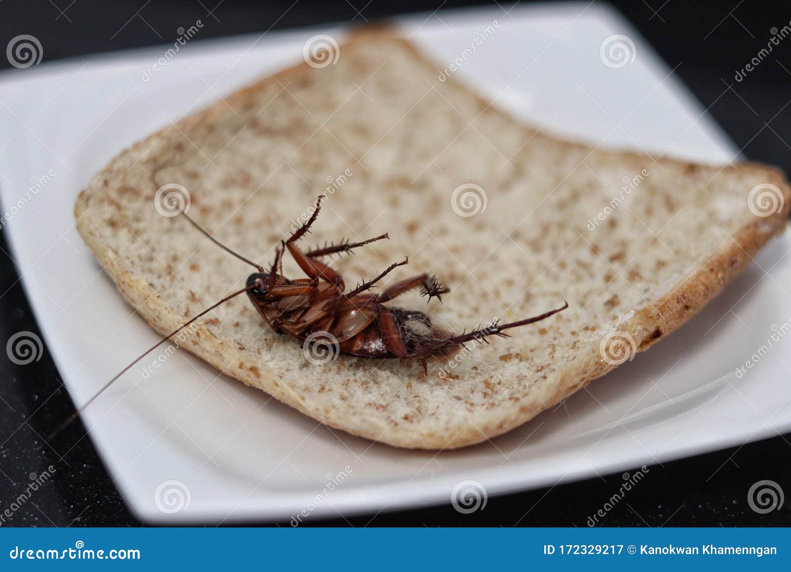 Close Up Cockroach Eat White Bread on the Dish Stock Image - Image of ...