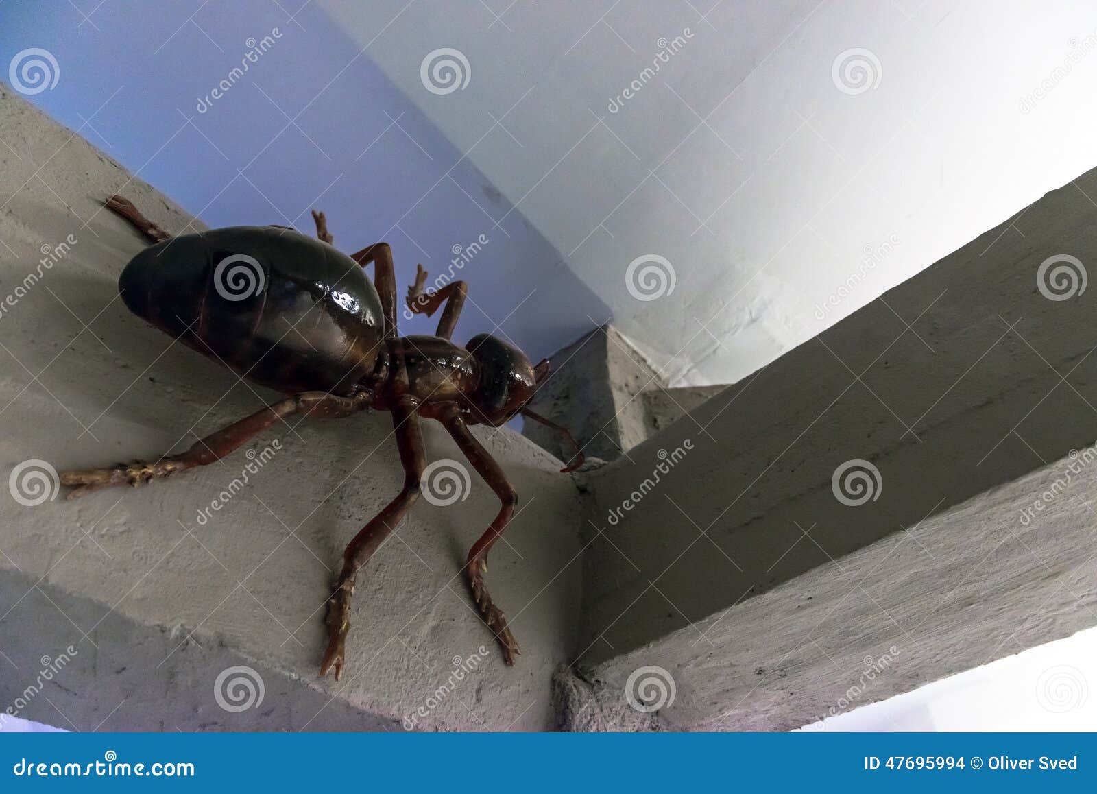 Close up of cockroach stock photo. Image of macro, underground - 47695994