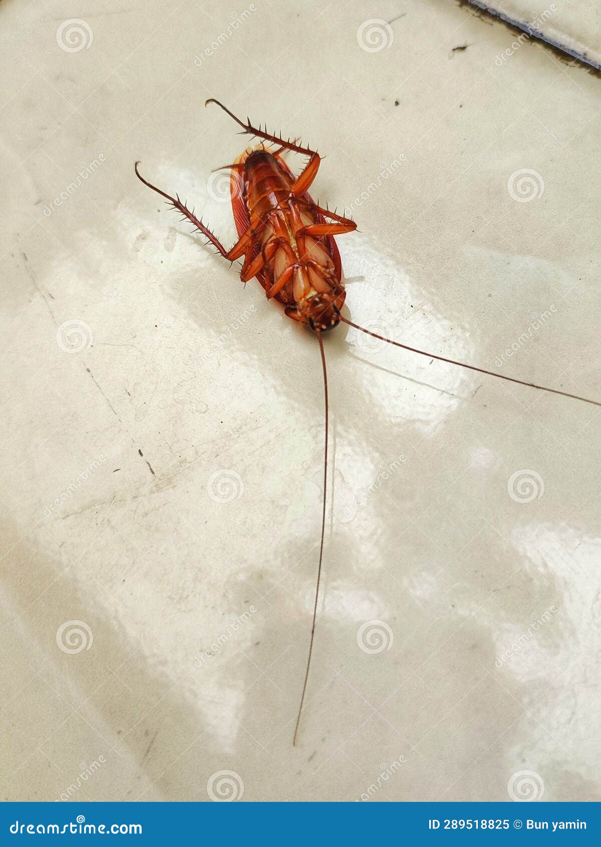 Close-up of a Cockroach Insect Stuck To the Wall Stock Image - Image of ...