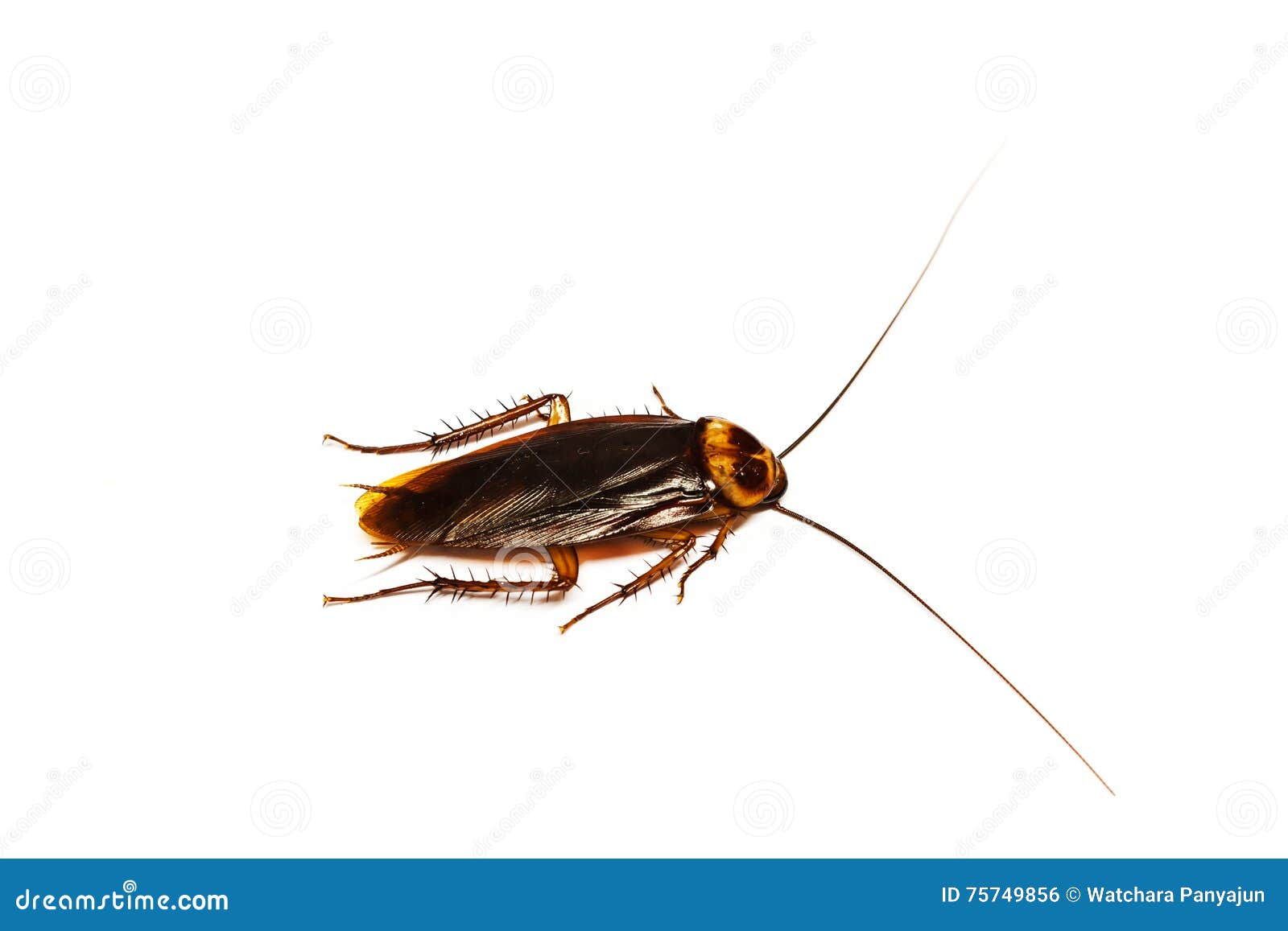 Close Up Cockroach Isolated Stock Photo - Image of disgusting, back ...