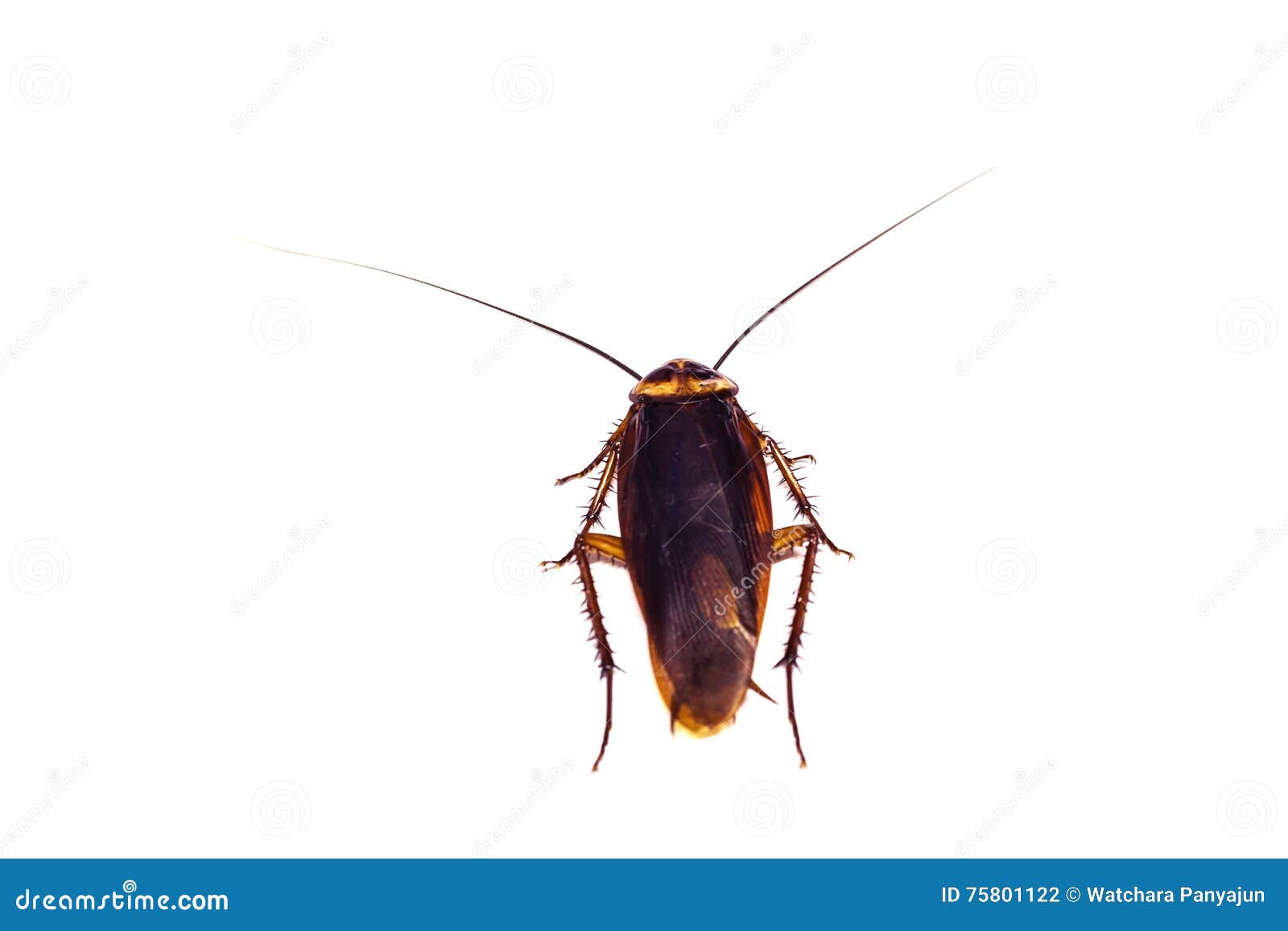 Close Up Cockroach Isolated Stock Photo - Image of creature, dirt: 75801122