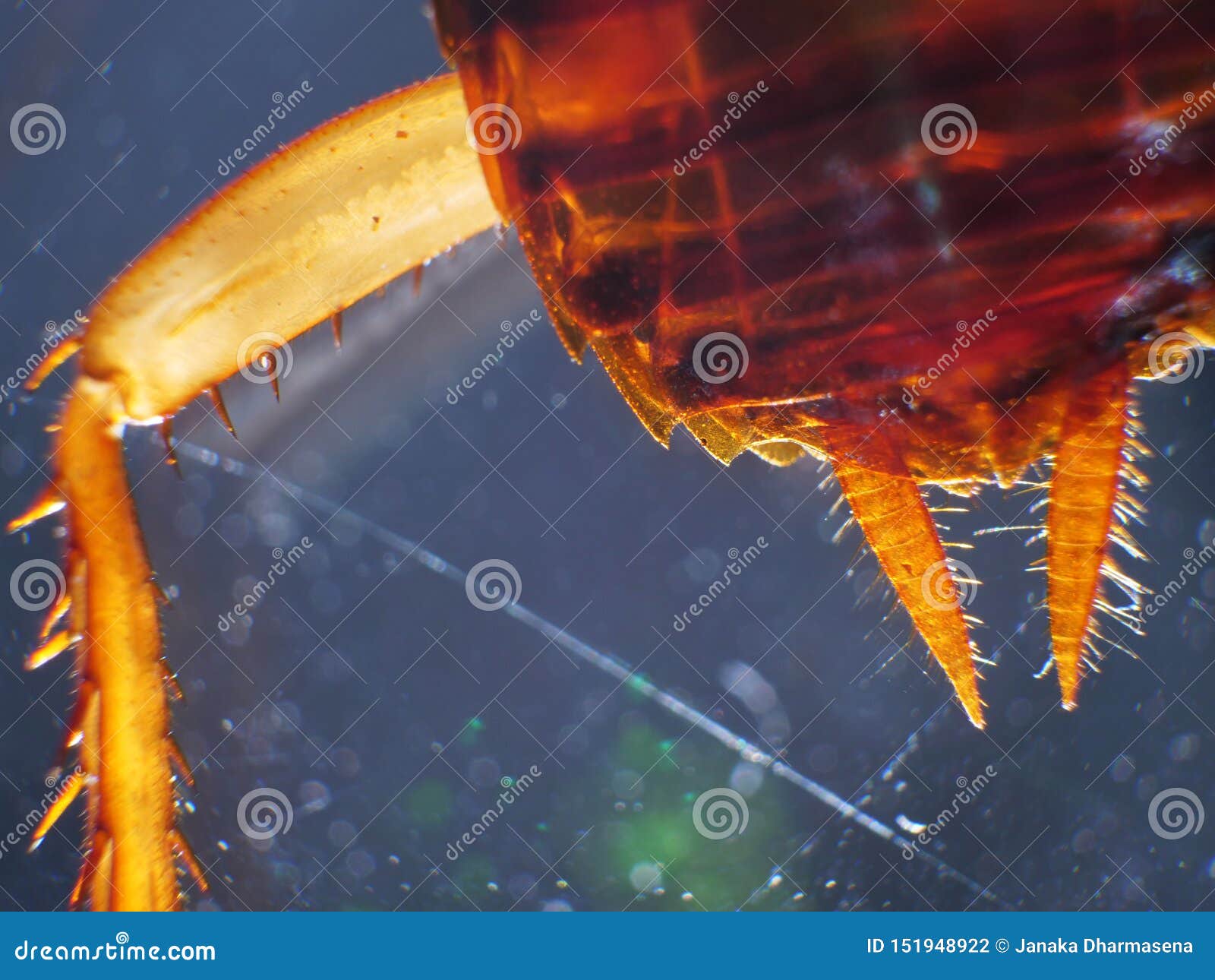 Close up of cockroach stock photo. Image of gross, brown - 151948922