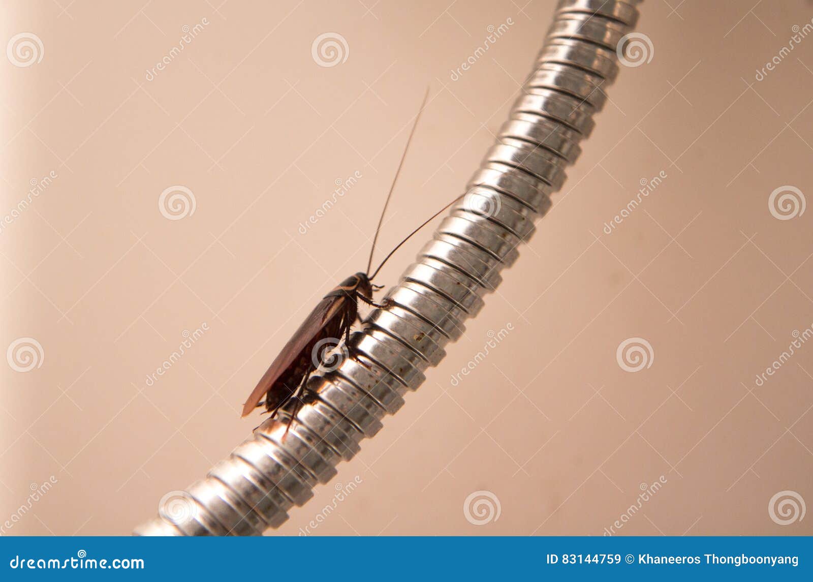 Close up a cockroach stock image. Image of creature, antenna - 83144759