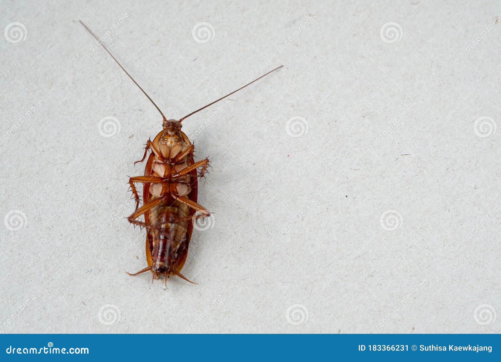 Close Up of Cockroach on Paper Background Stock Image - Image of ...