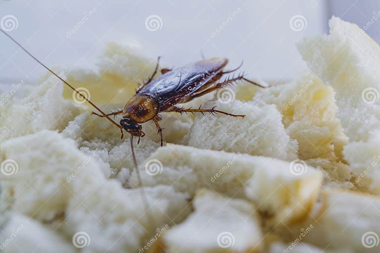 Close Up of Cockroach on a Slice of Bread Stock Photo - Image of death ...