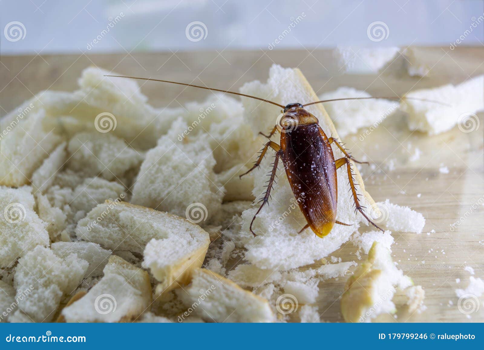 Close Up of Cockroach on a Slice of Bread Stock Photo - Image of ...