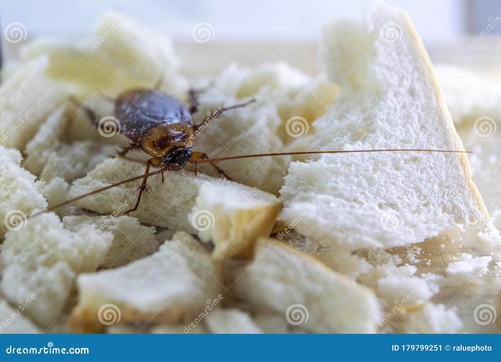 Close Up of Cockroach on a Slice of Bread Stock Image - Image of pest ...