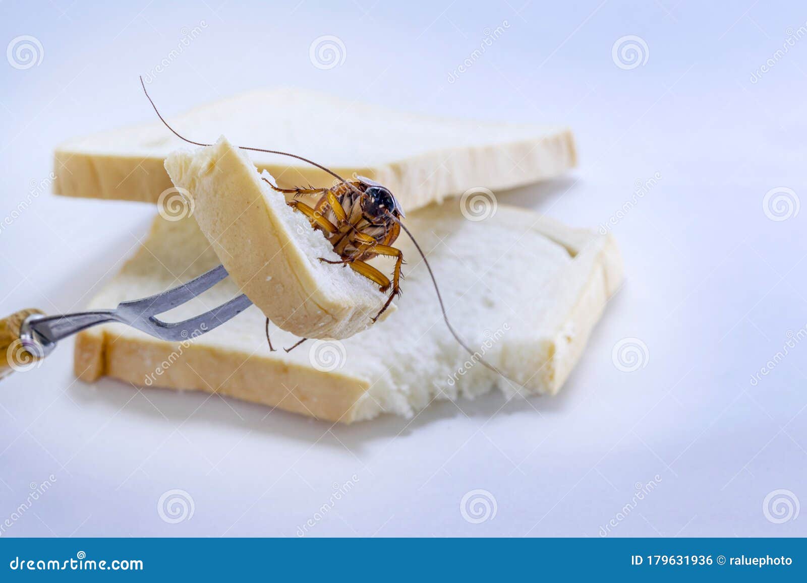 Close Up of Cockroach on a Slice of Bread Stock Photo - Image of animal ...