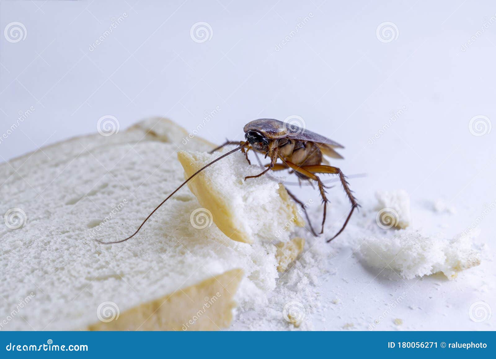 Close Up of Cockroach on a Slice of Bread Stock Image - Image of ...