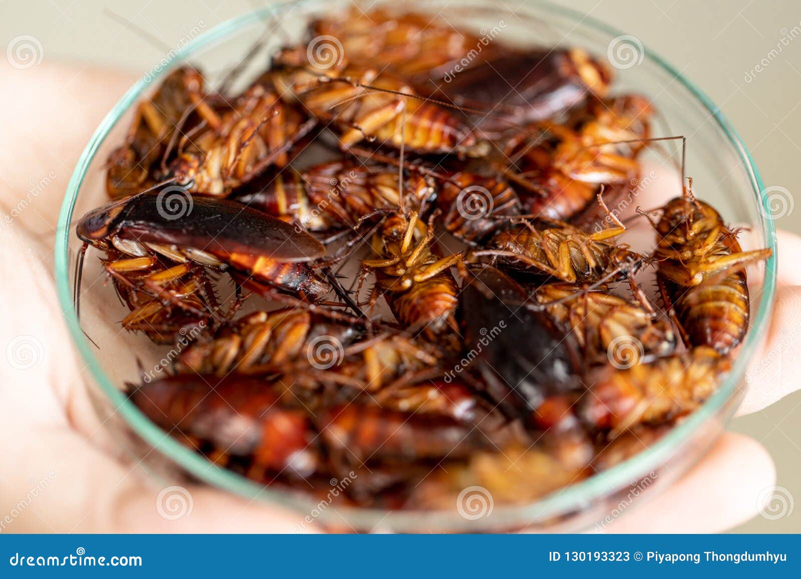 Close-up Cockroach for Study Finding Parasites in Laboratory. Stock ...