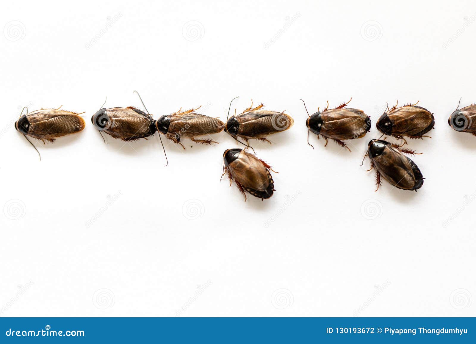Close-up Cockroach for Study Finding Parasites in Laboratory. Stock ...