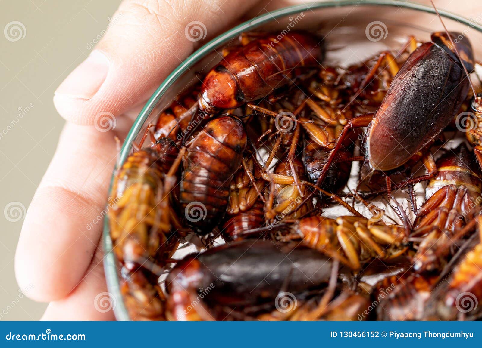 Close-up Cockroach for Study Finding Parasites in Laboratory. Stock ...