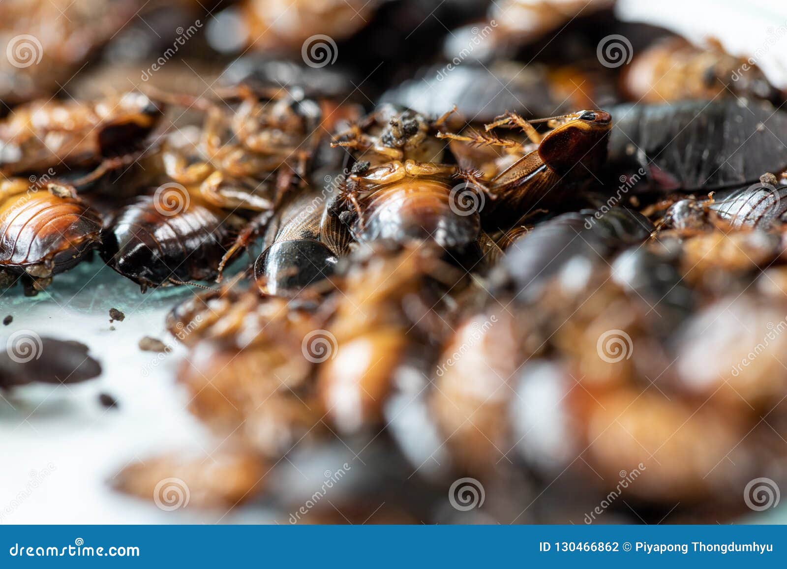 Close-up Cockroach for Study Finding Parasites in Laboratory. Stock ...