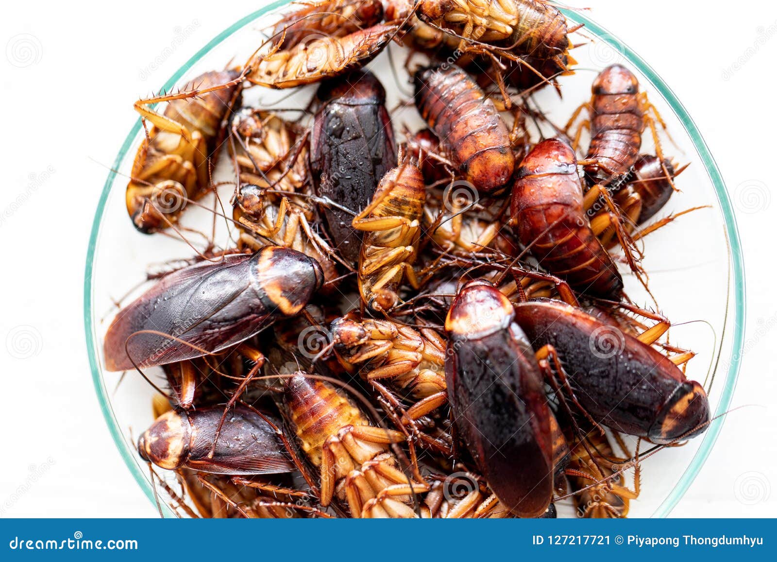 Cockroach for Study Finding Parasites in Laboratory. Stock Image ...