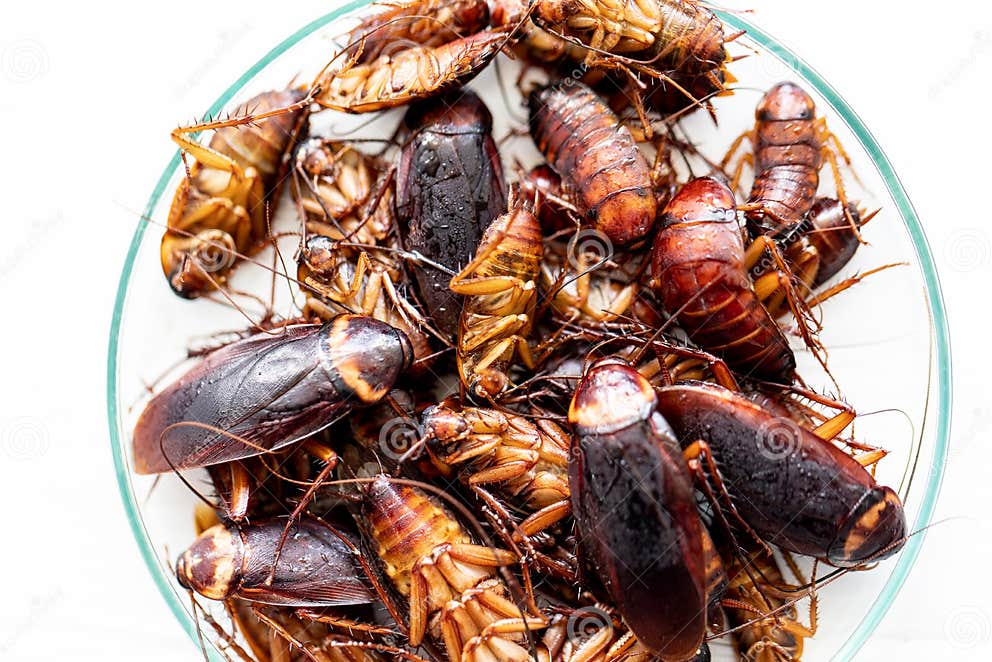 Cockroach for Study Finding Parasites in Laboratory. Stock Image ...