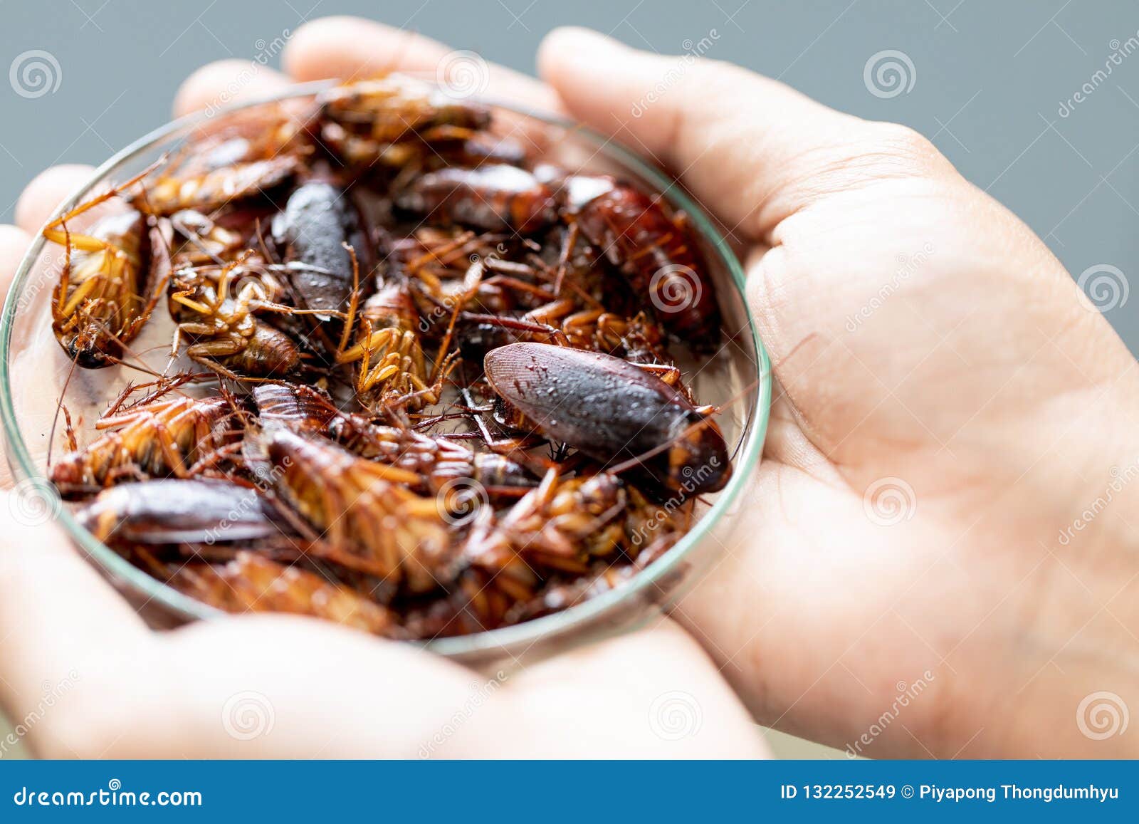 Cockroach for Study Finding Parasites in Laboratory. Stock Image ...