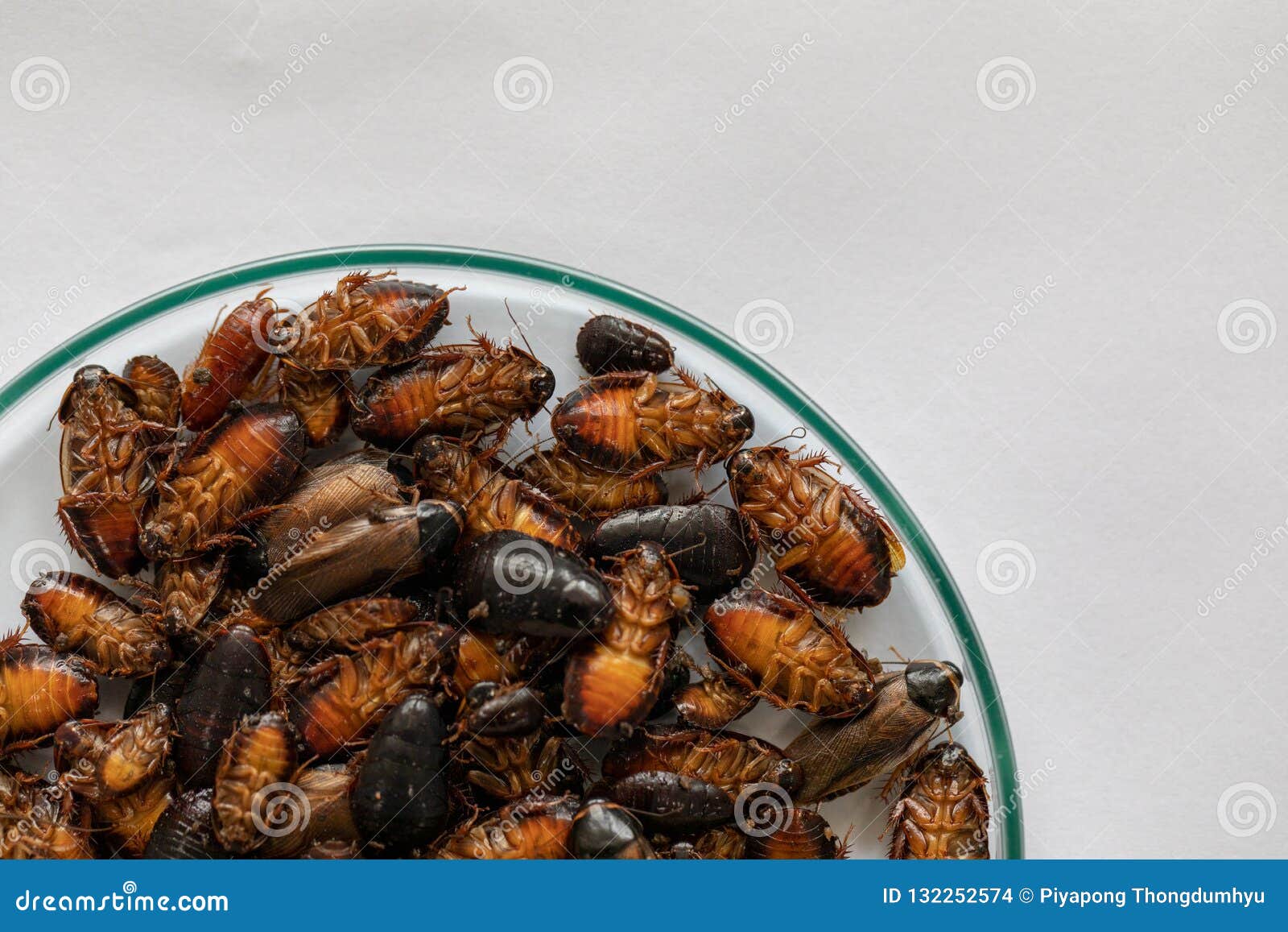 Cockroach for Study Finding Parasites in Laboratory. Stock Photo ...
