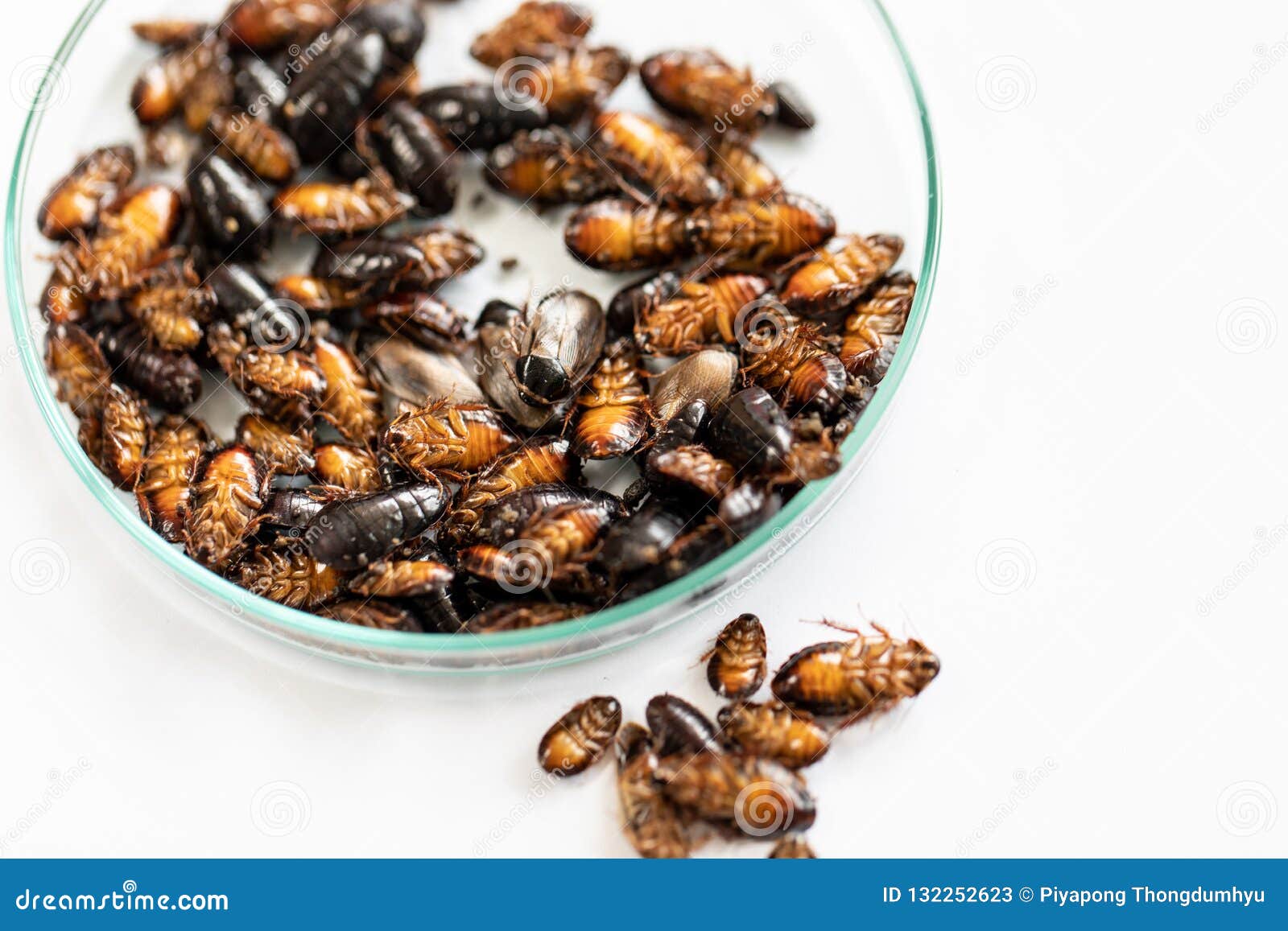 Cockroach for Study Finding Parasites in Laboratory. Stock Image ...