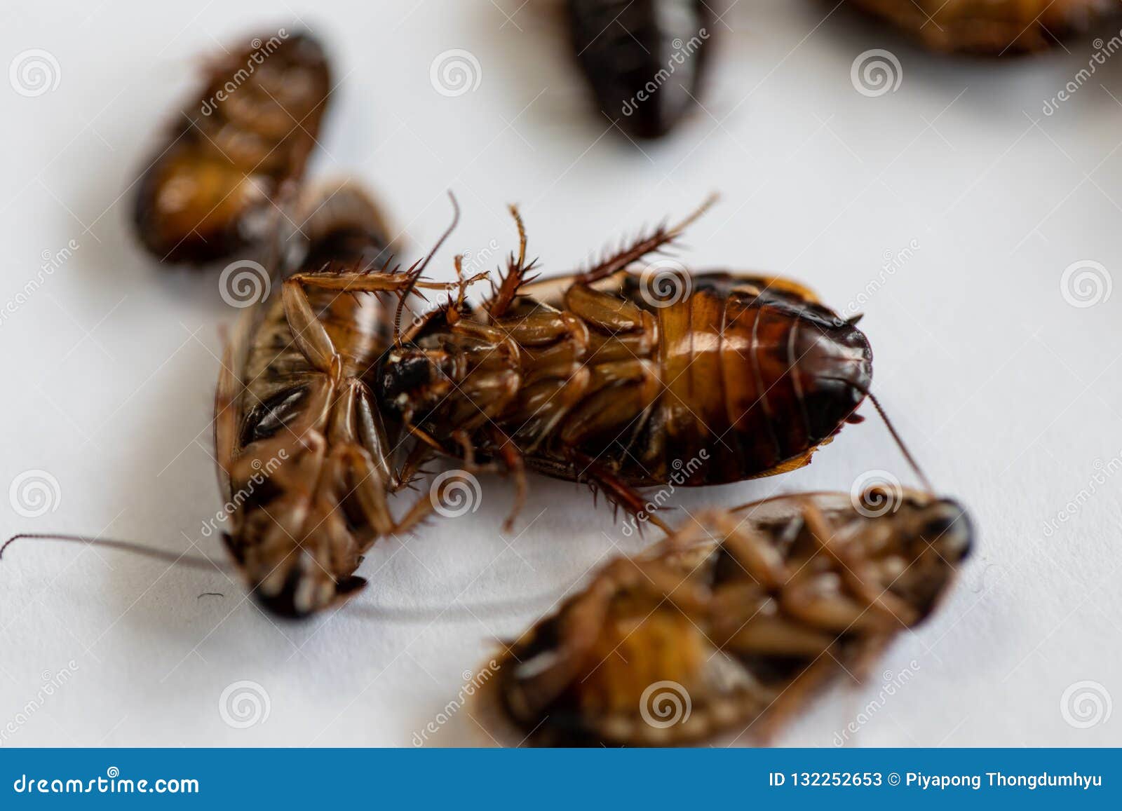 Cockroach for Study Finding Parasites in Laboratory. Stock Image ...