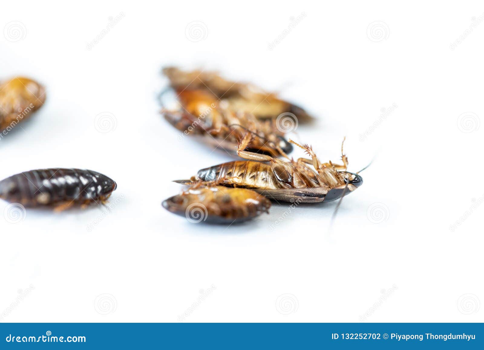Cockroach for Study Finding Parasites in Laboratory. Stock Photo ...
