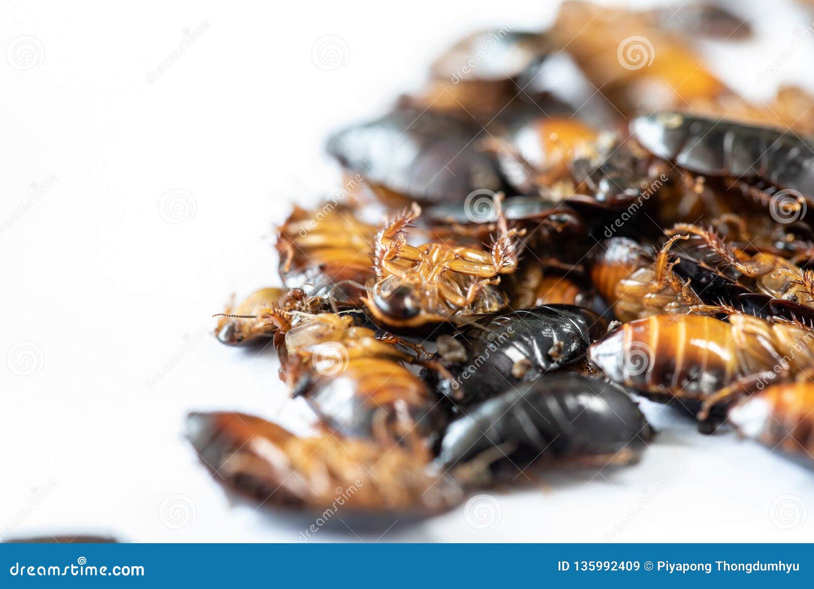 Close-up Cockroach for Study in Laboratory. Stock Image - Image of ...