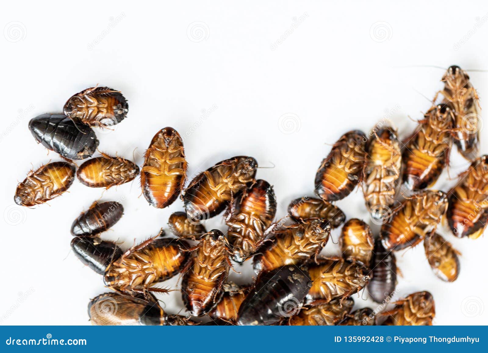 Close-up Cockroach for Study in Laboratory. Stock Photo - Image of ...