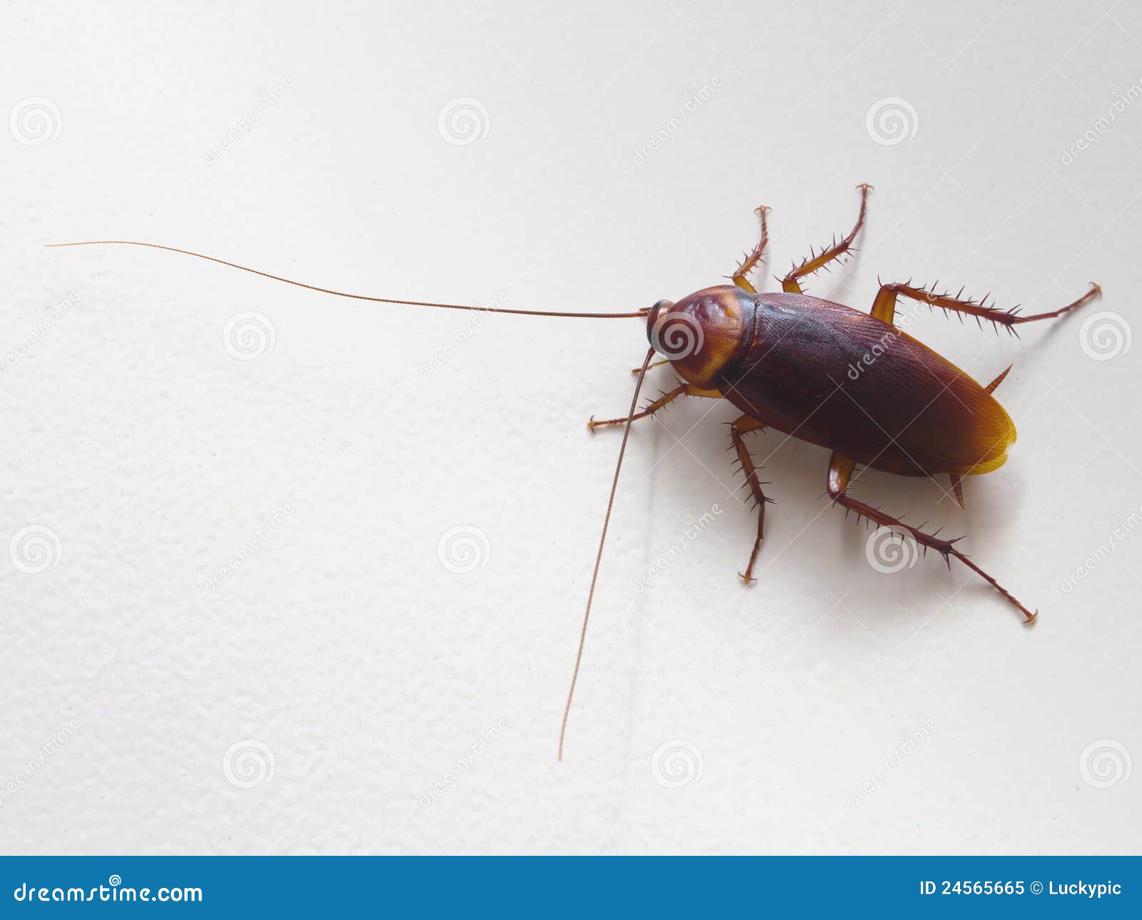 Close Up Of Cockroach On Wall Stock Image - Image: 24565665