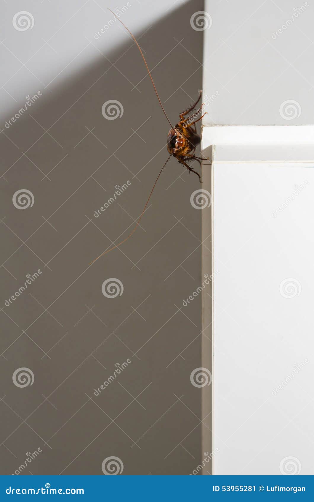 Close Up a Cockroach on the Wall Stock Image - Image of body, close ...