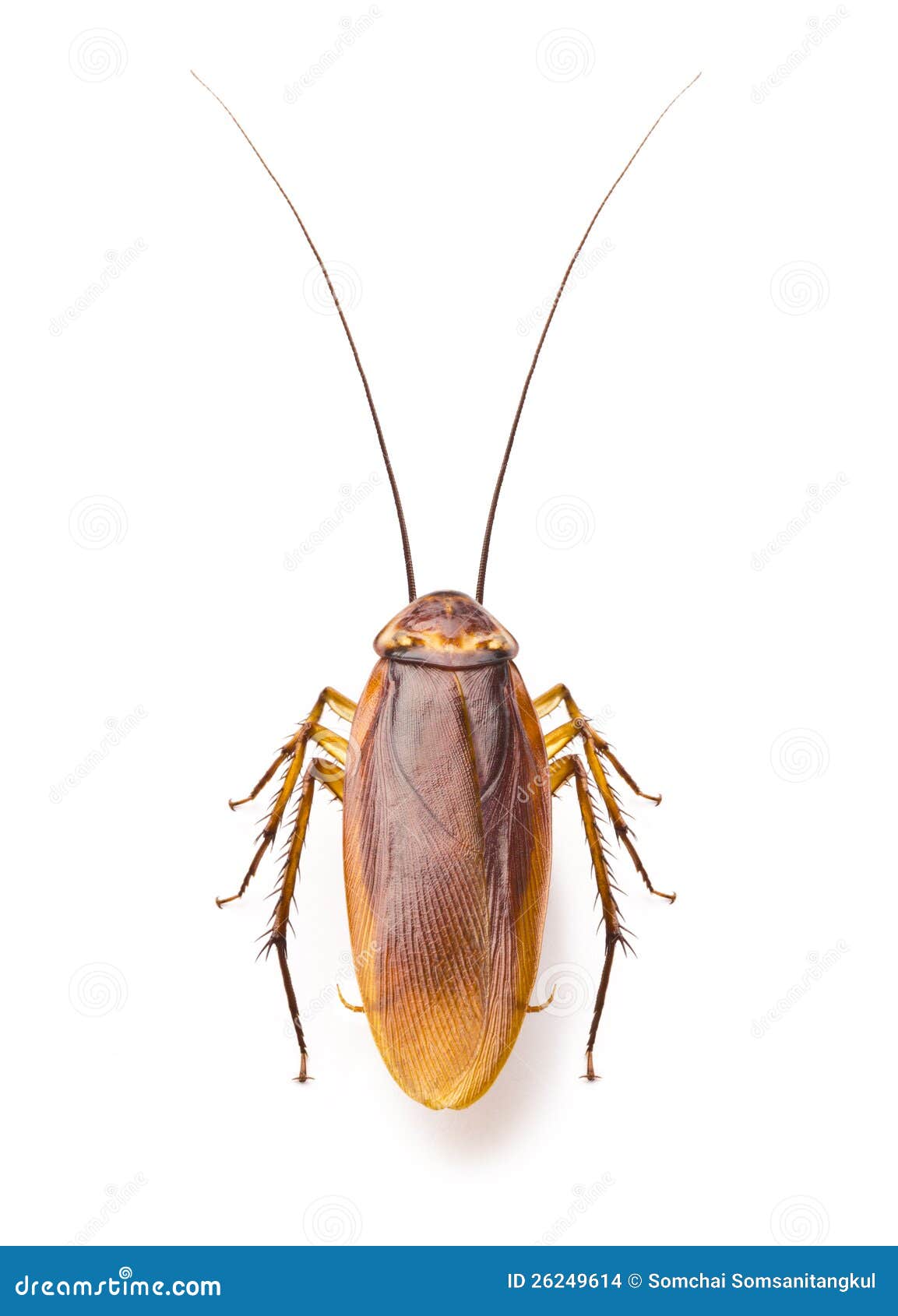Close Up Cockroach on White Background Stock Photo - Image of macro ...
