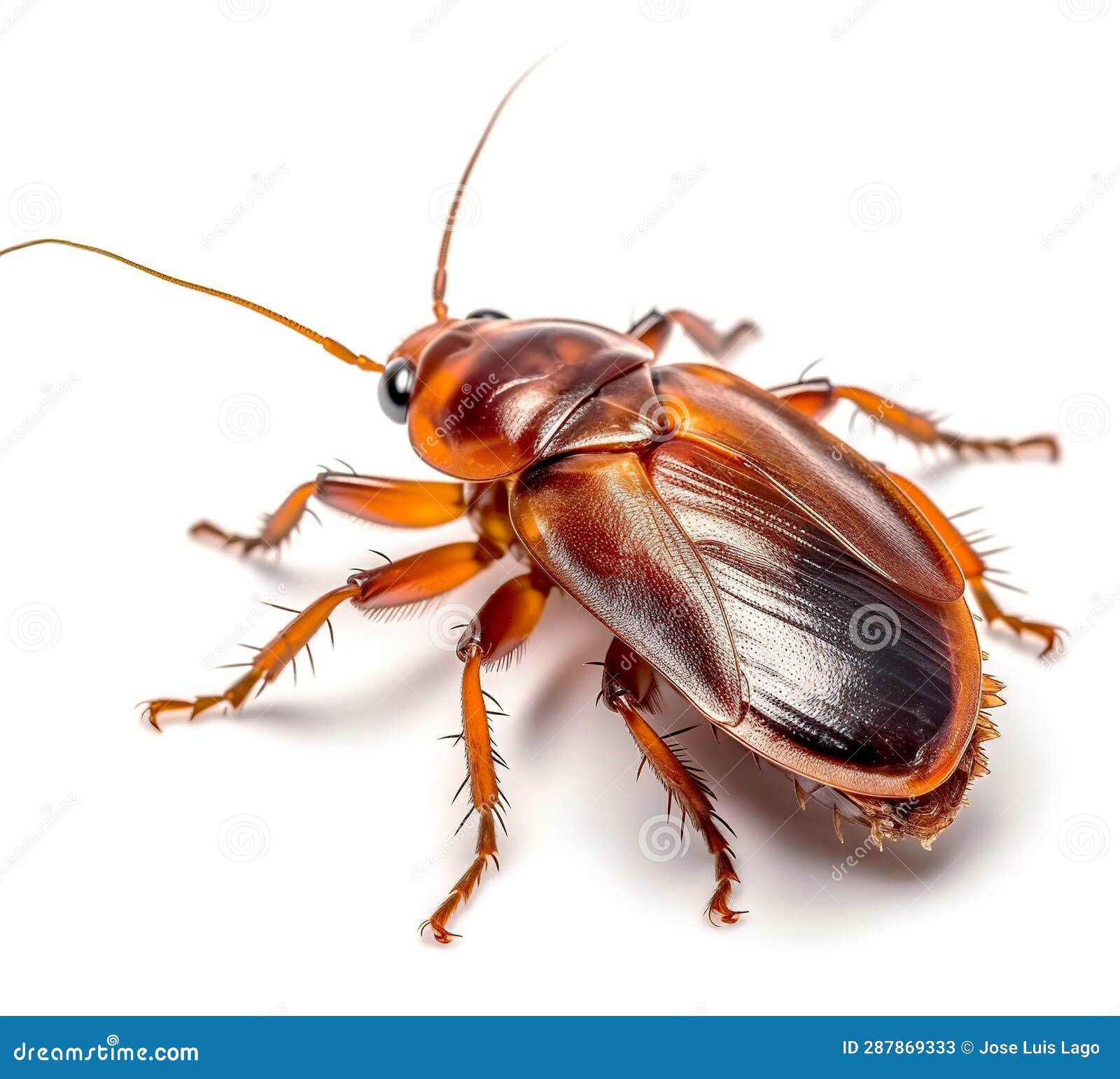 Close Up of a Cockroach on a White Background Stock Illustration ...