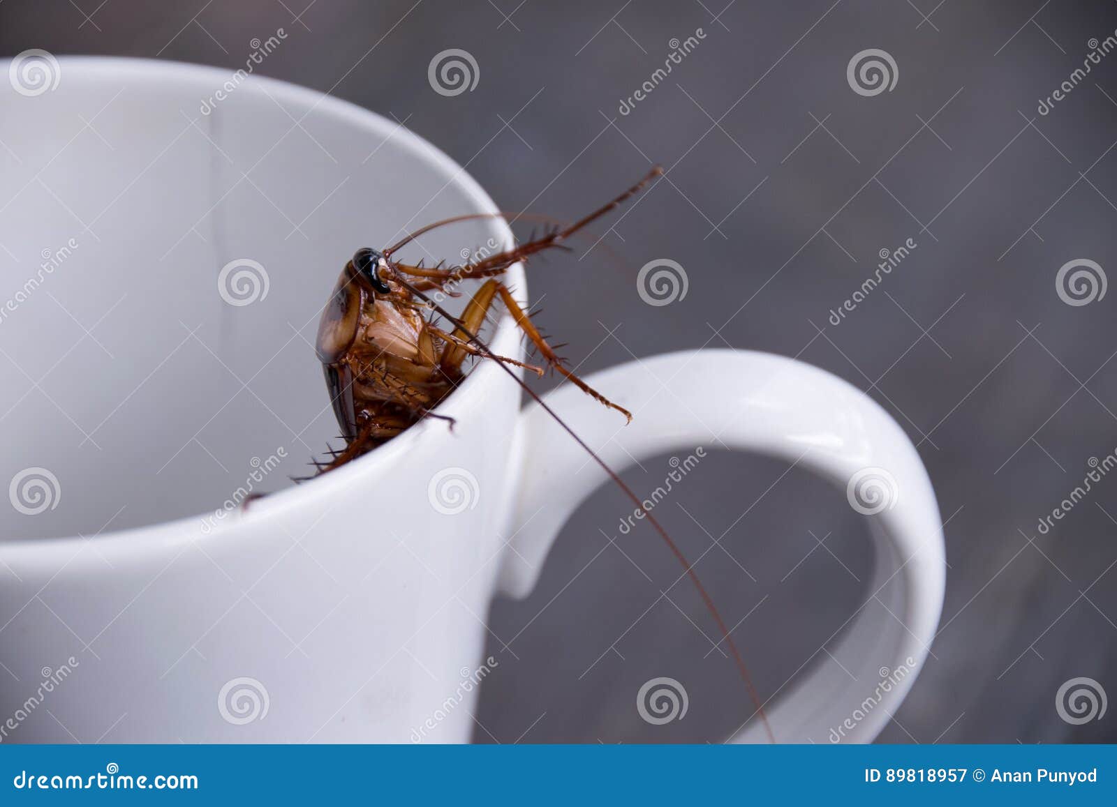 Close Up Cockroach in White Cup Drink Stock Image - Image of creature ...