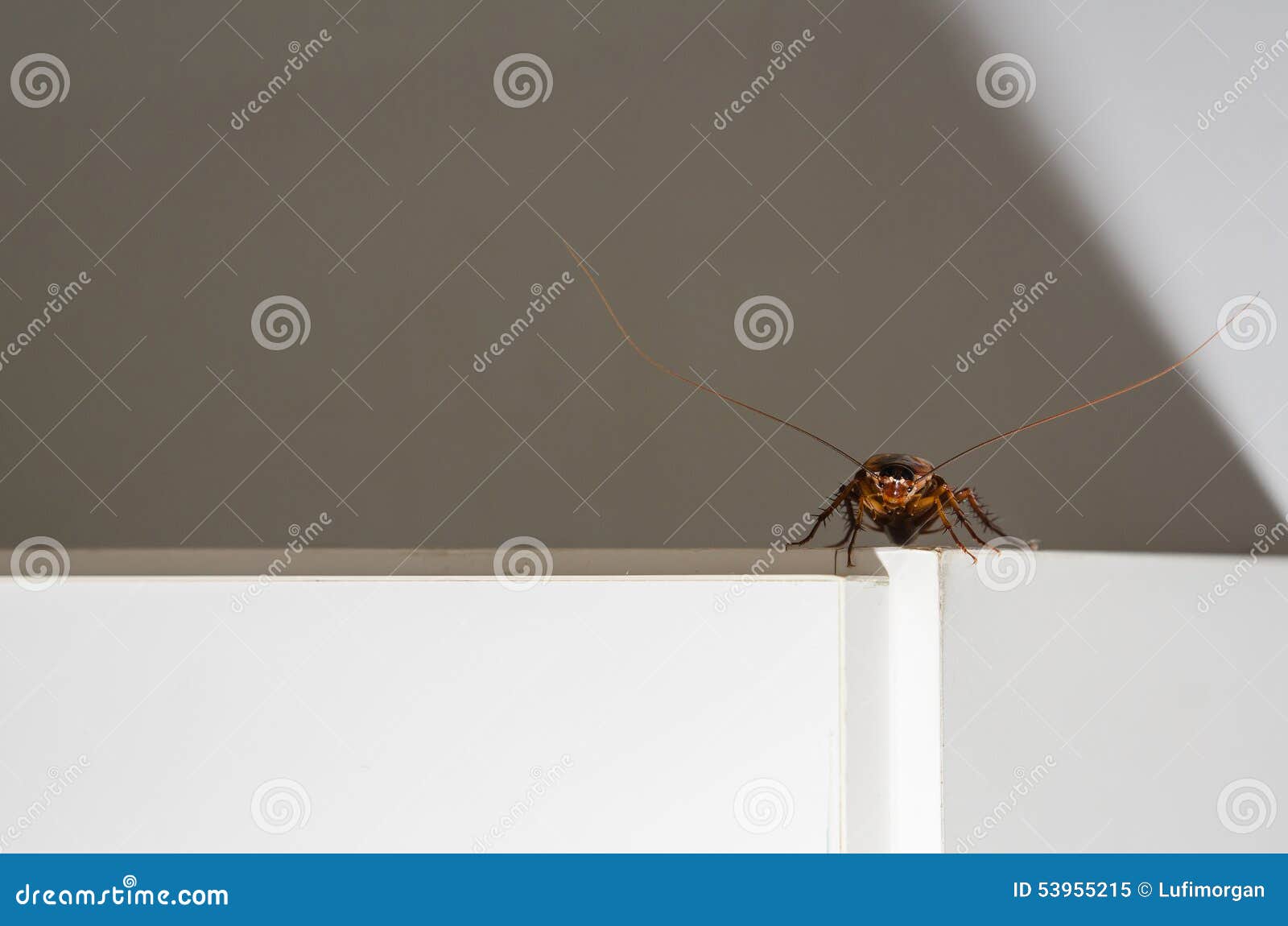 Close Up a Cockroach on White Cupboard Stock Image - Image of body ...