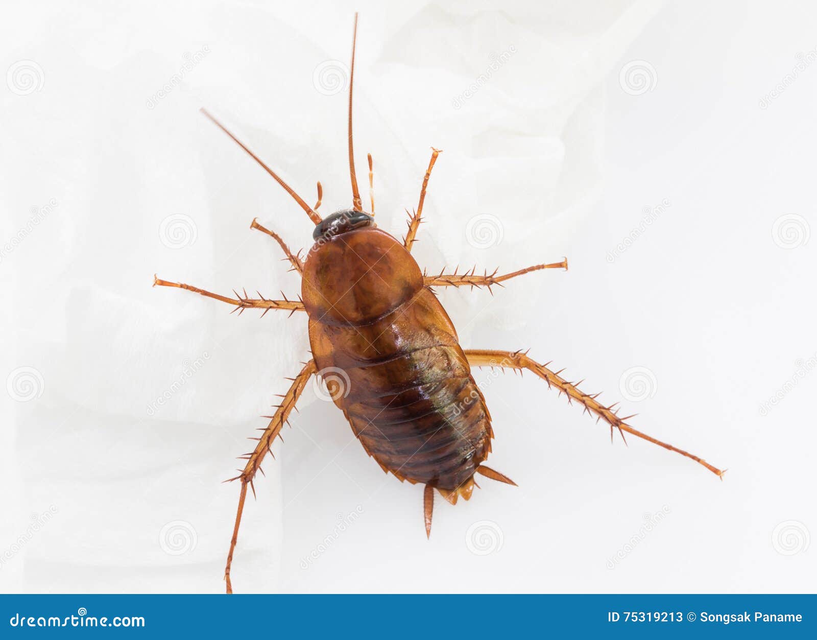Close Up Cockroach on White Stock Image - Image of macro, lying: 75319213