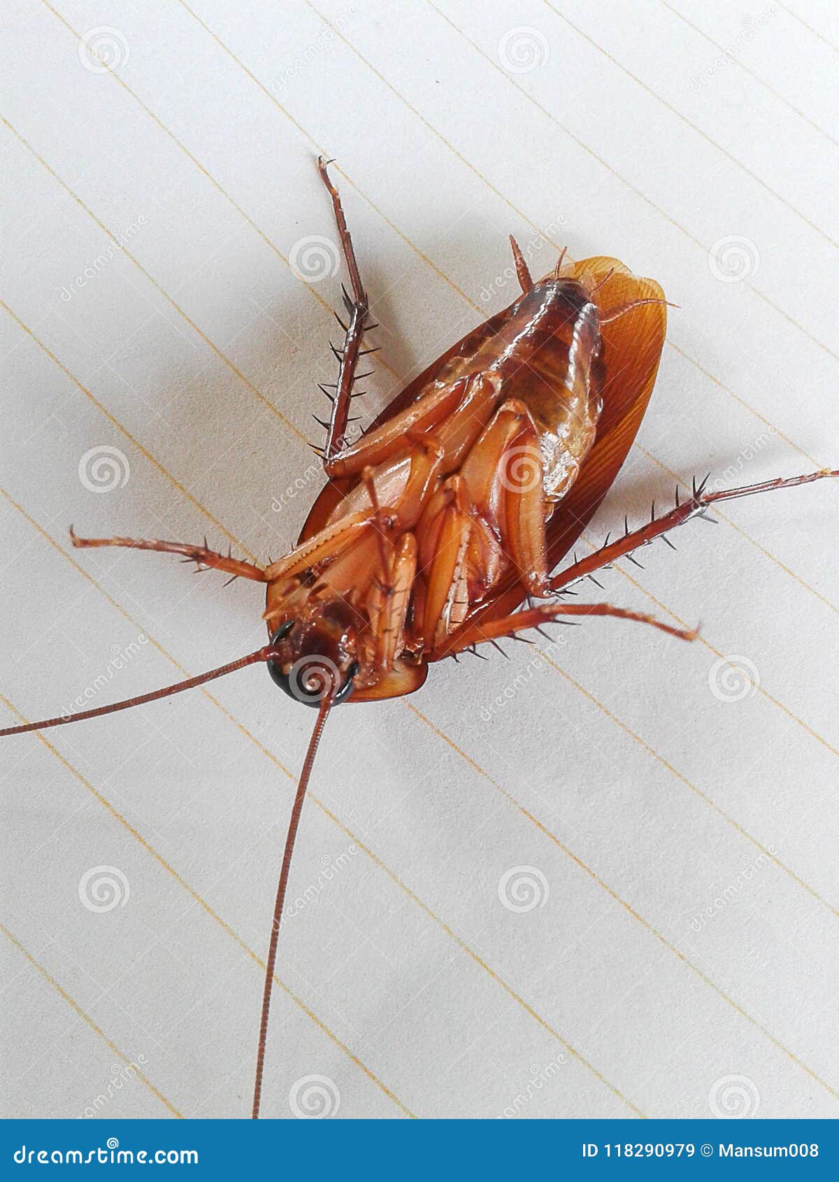 Cockroach on white paper stock image. Image of survivor - 118290979