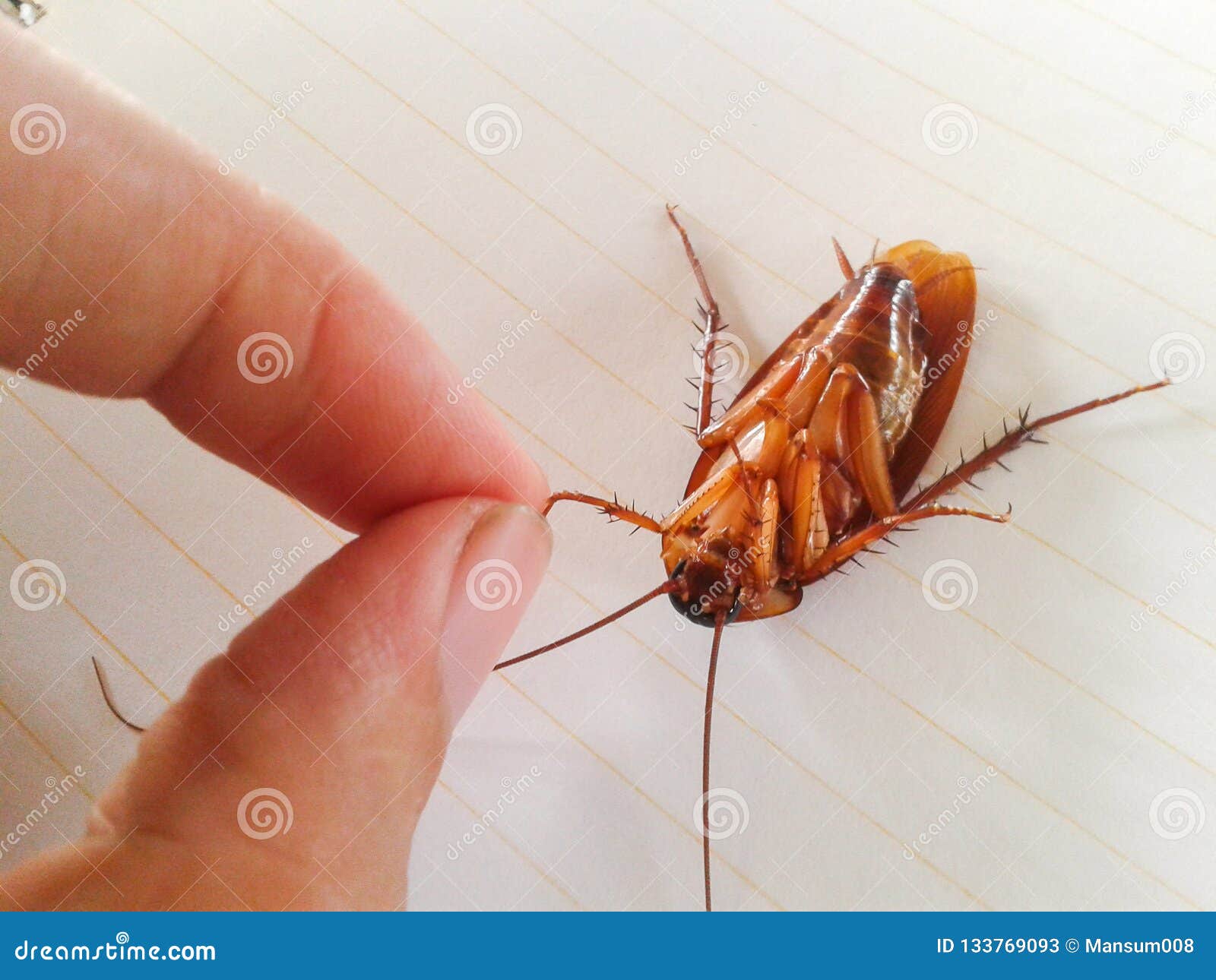 Cockroach on white paper stock image. Image of hand - 133769093