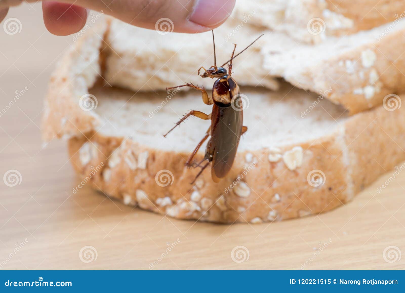 Close Up of Cockroach on a Whole Wheat Bread Stock Image - Image of ...