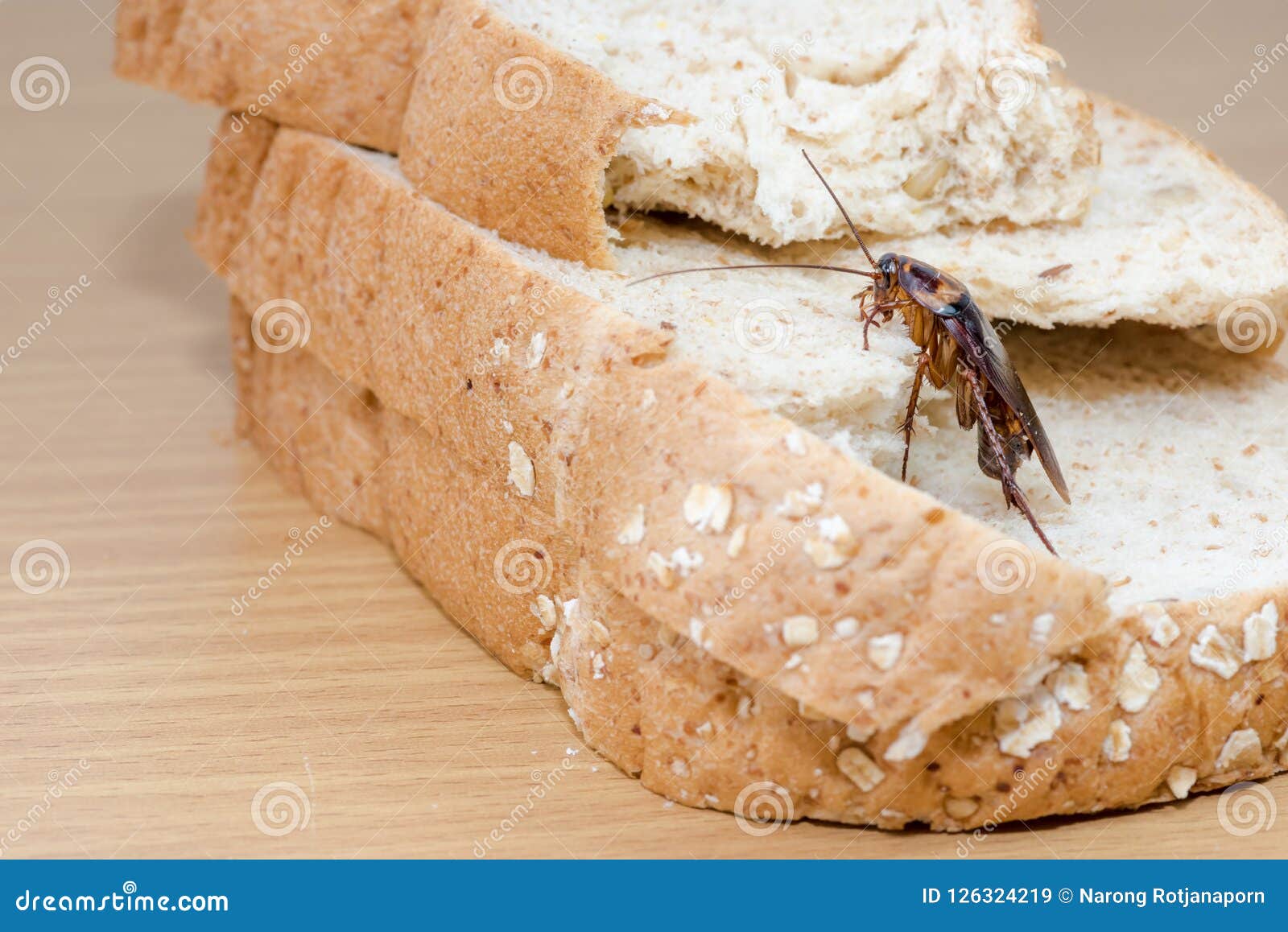 Close Up of Cockroach on a Whole Wheat Bread Stock Image - Image of ...