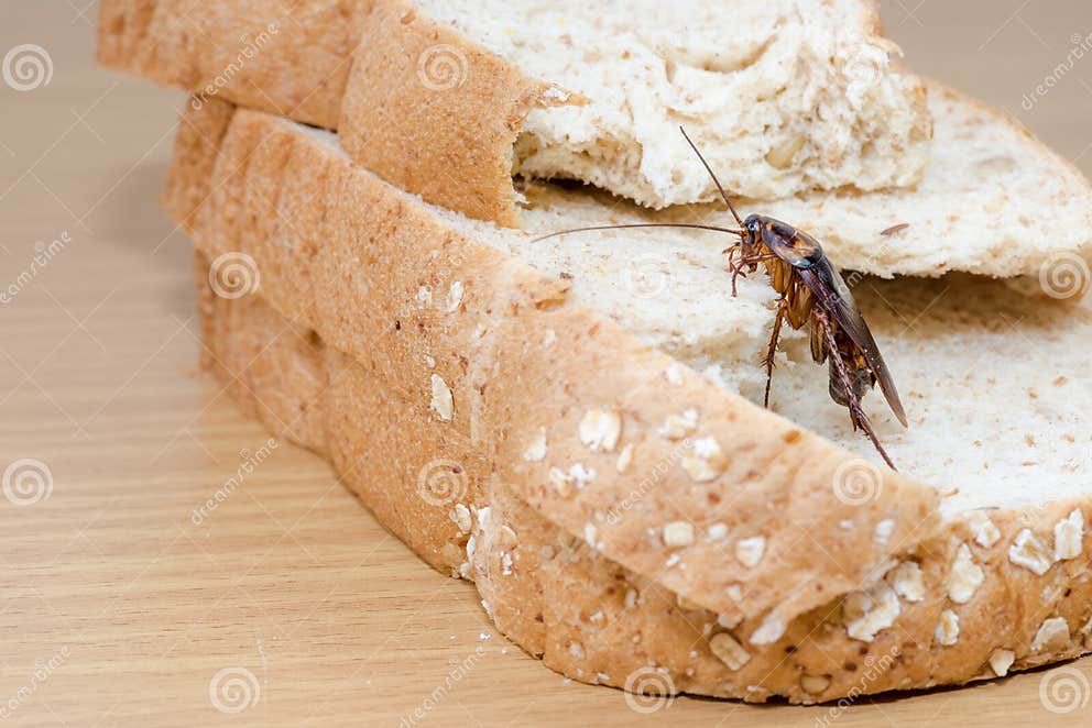 Close Up of Cockroach on a Whole Wheat Bread Stock Image - Image of ...