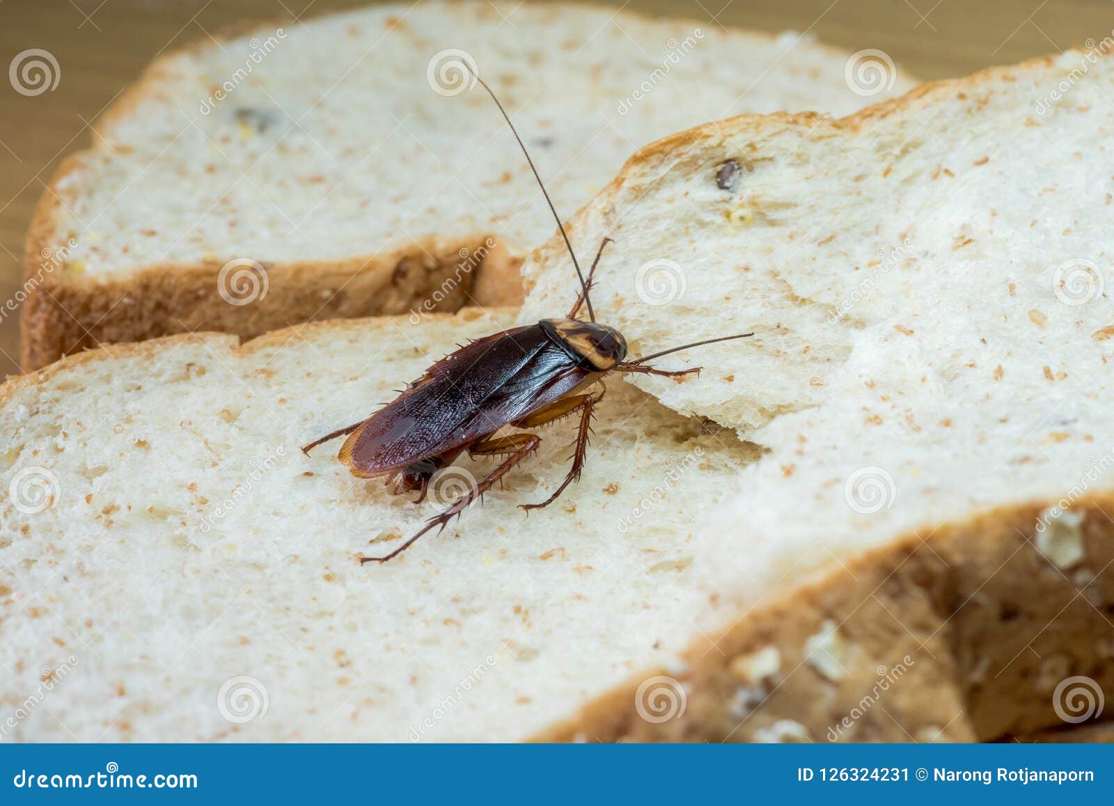 Close Up of Cockroach on a Whole Wheat Bread Stock Image - Image of ...