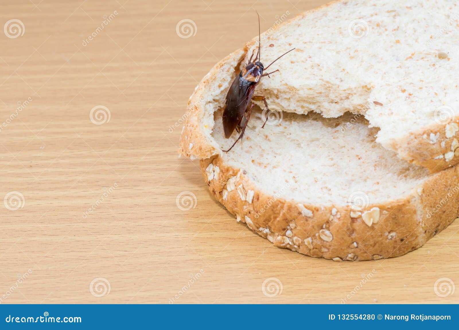 Close Up of Cockroach on a Whole Wheat Bread Stock Photo - Image of ...