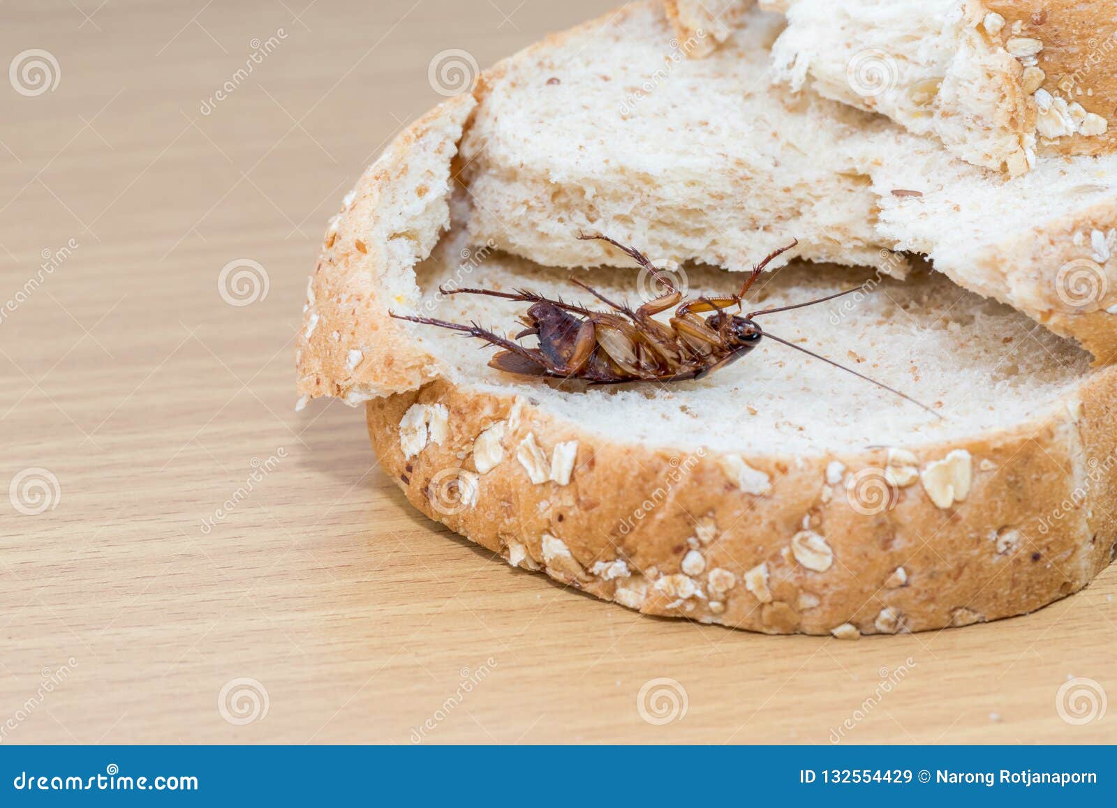 Close Up of Cockroach on a Whole Wheat Bread Stock Image - Image of ...