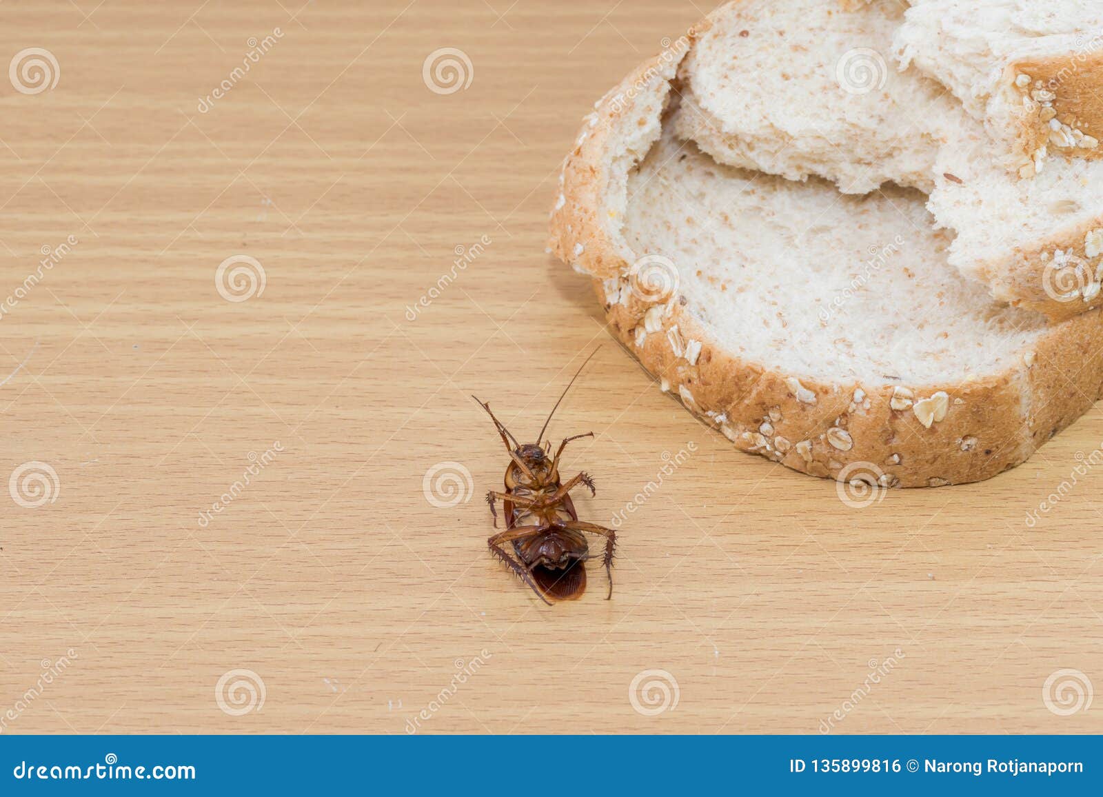 Close Up of Cockroach on a Whole Wheat Bread Stock Photo - Image of ...