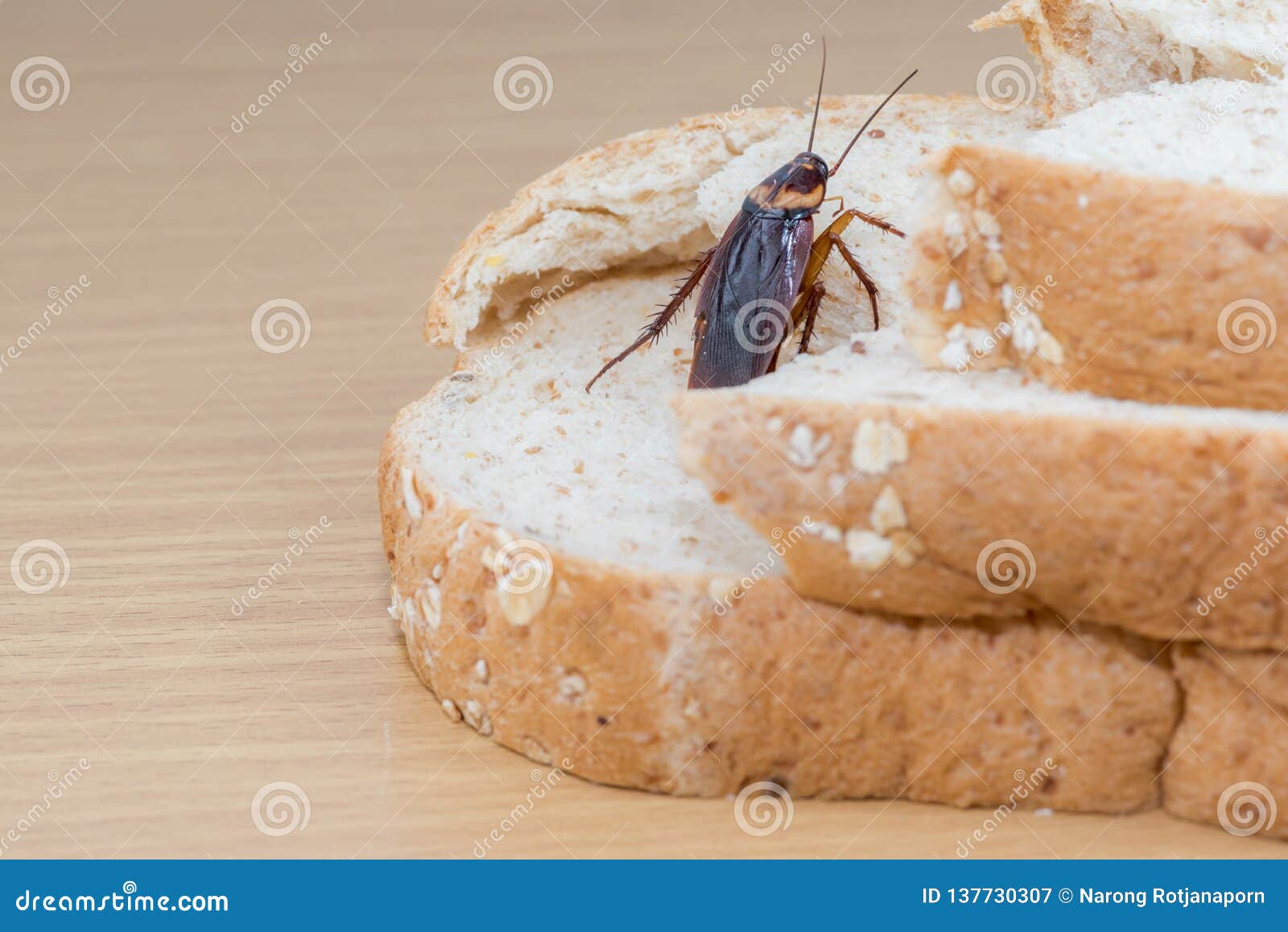 Close Up of Cockroach on a Whole Wheat Bread Stock Image - Image of ...