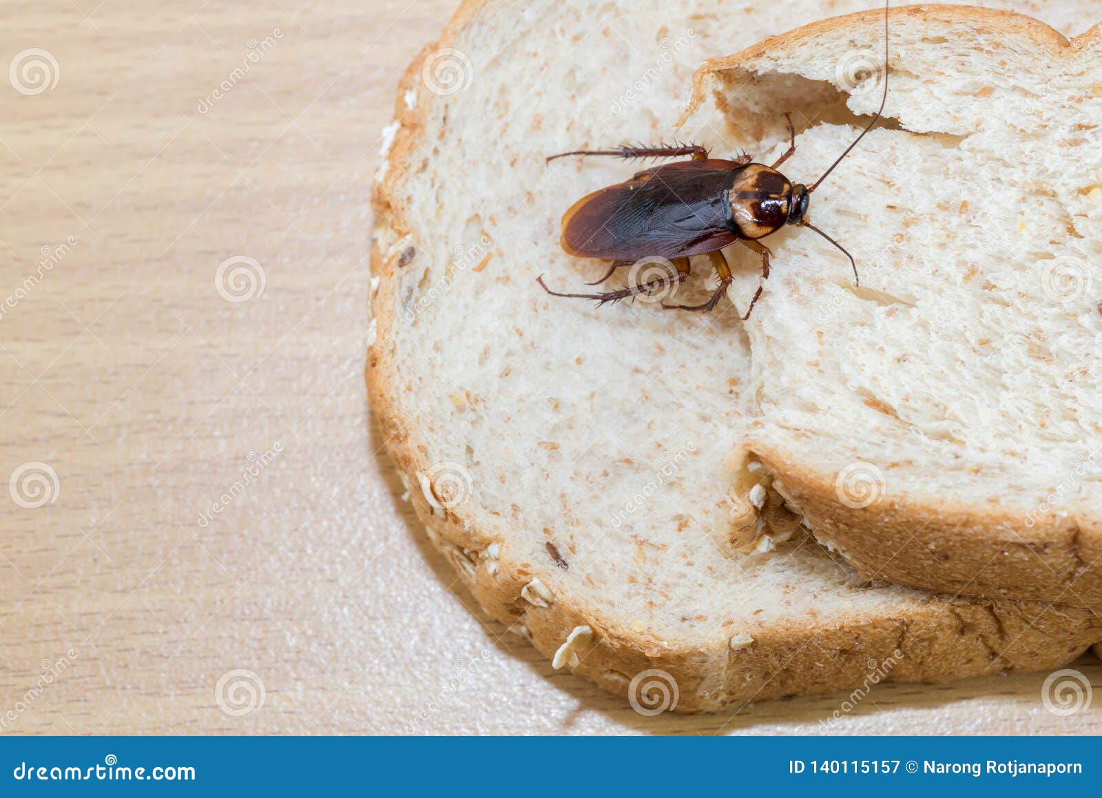 Close Up of Cockroach on a Whole Wheat Bread Stock Image - Image of ...